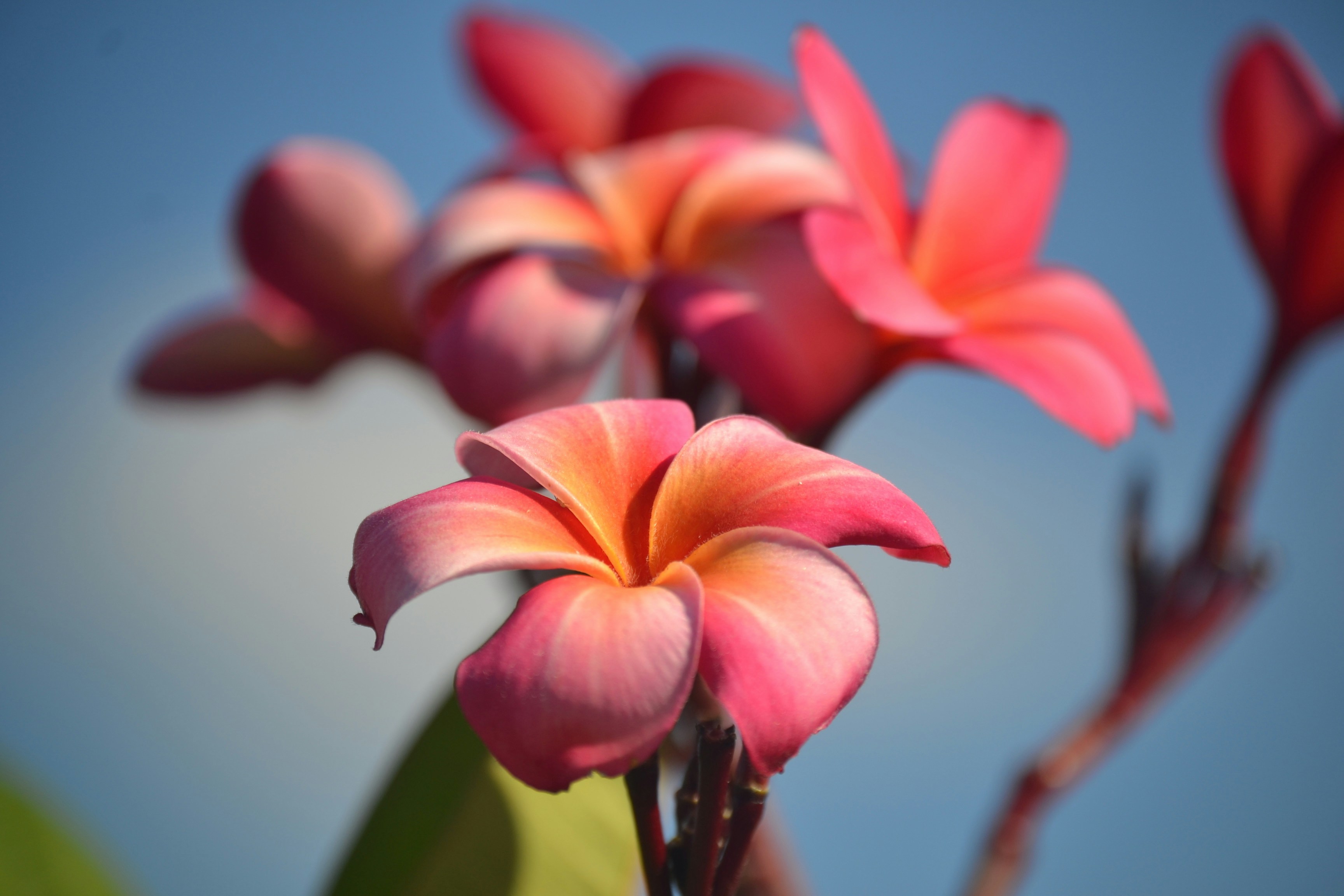 Photo by Naiihrr Dryden-Mason with Nikon D3100