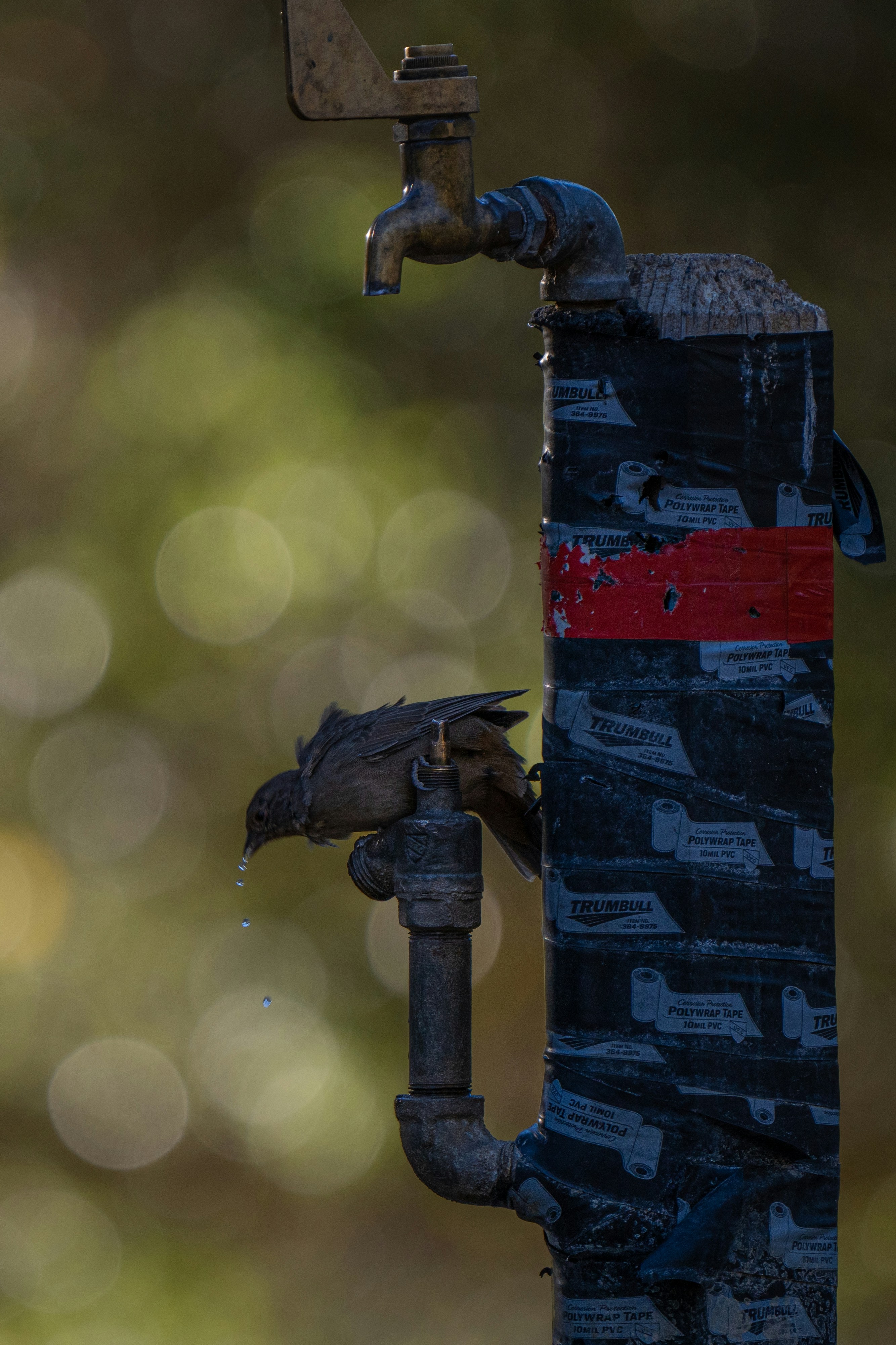 Drip-and-Feed: A Weathered Spigot with a Perched Bird