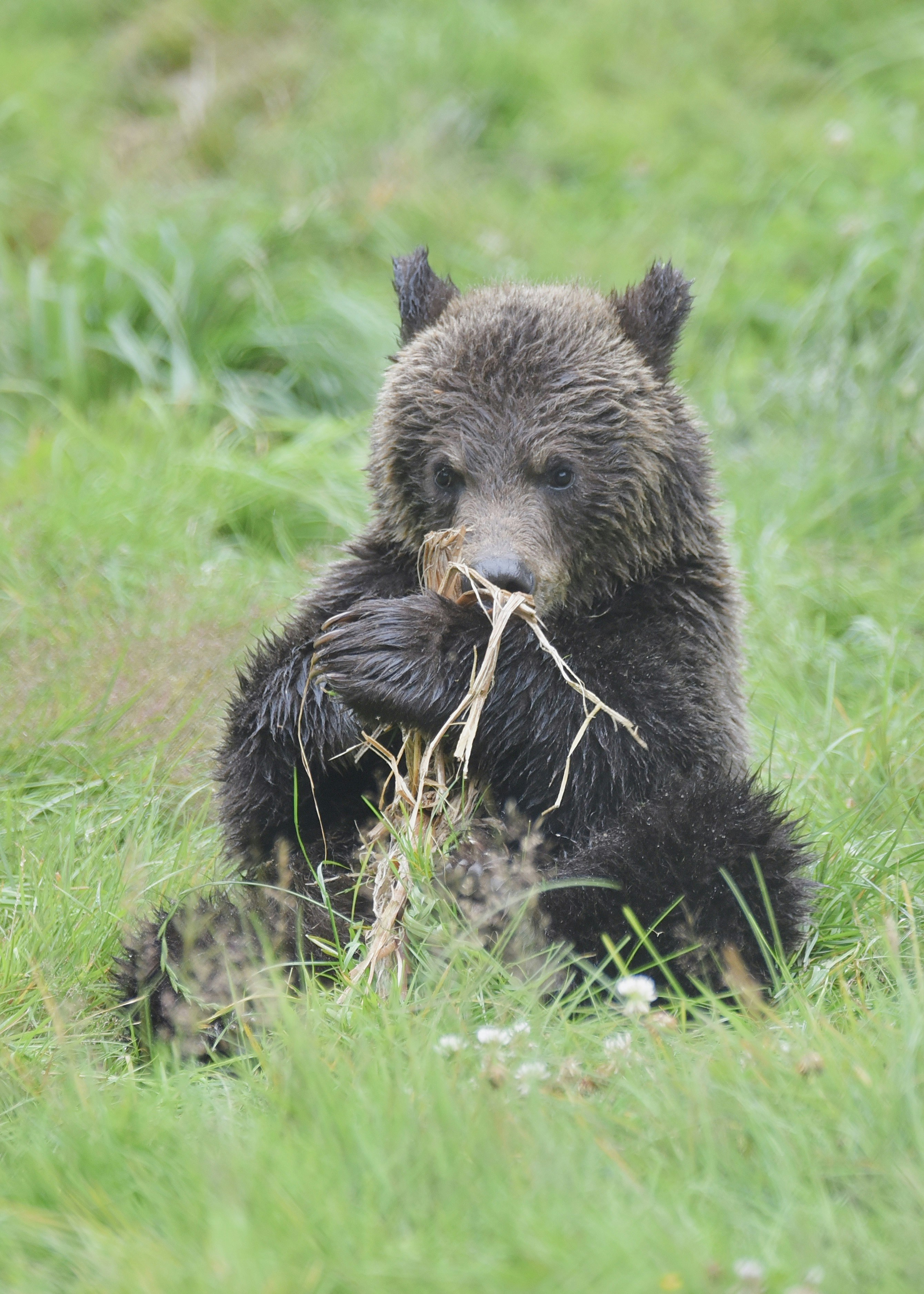 A bear with a fish in its mouth photo – Free Bear Image on Unsplash
