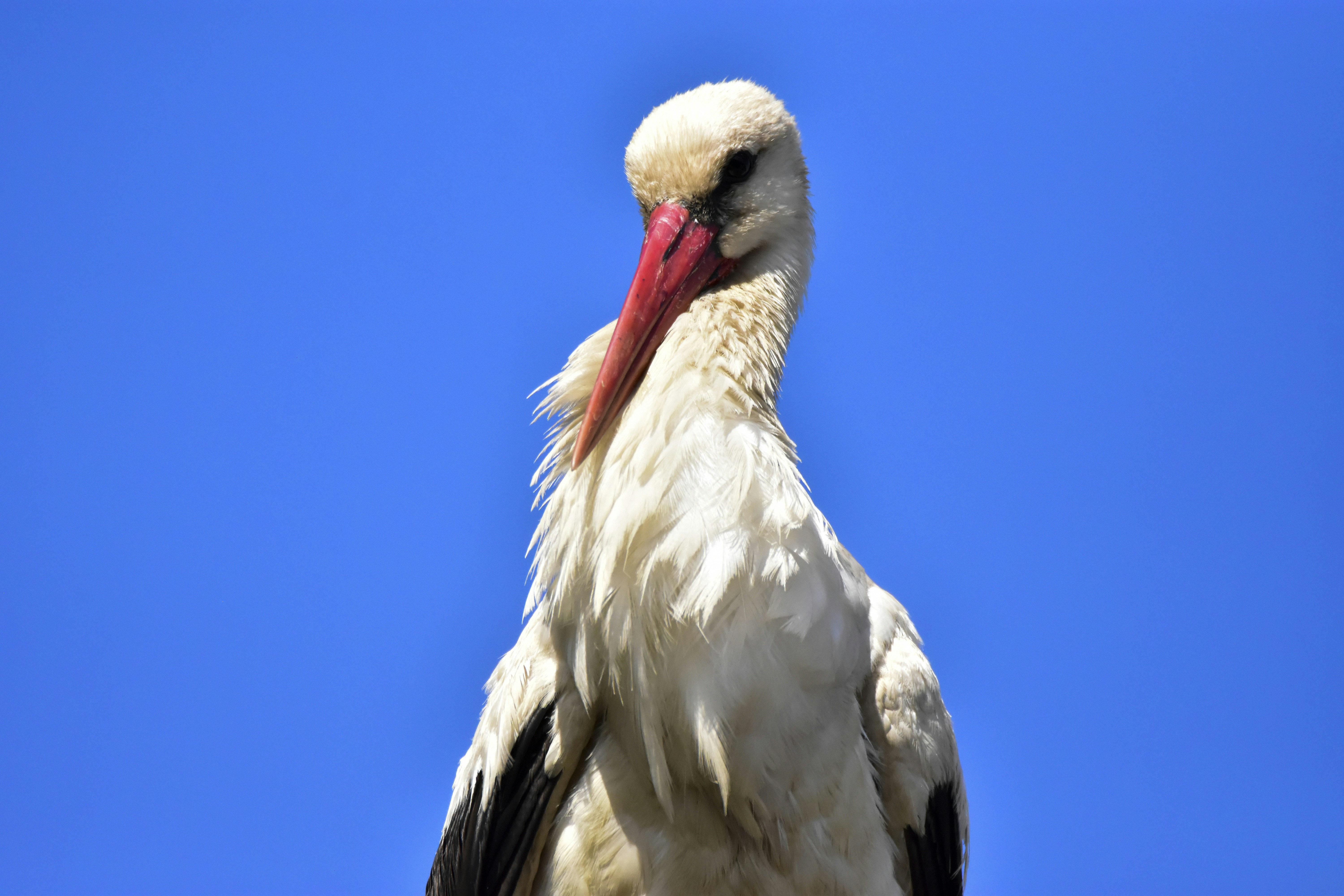 a white bird with a long beak