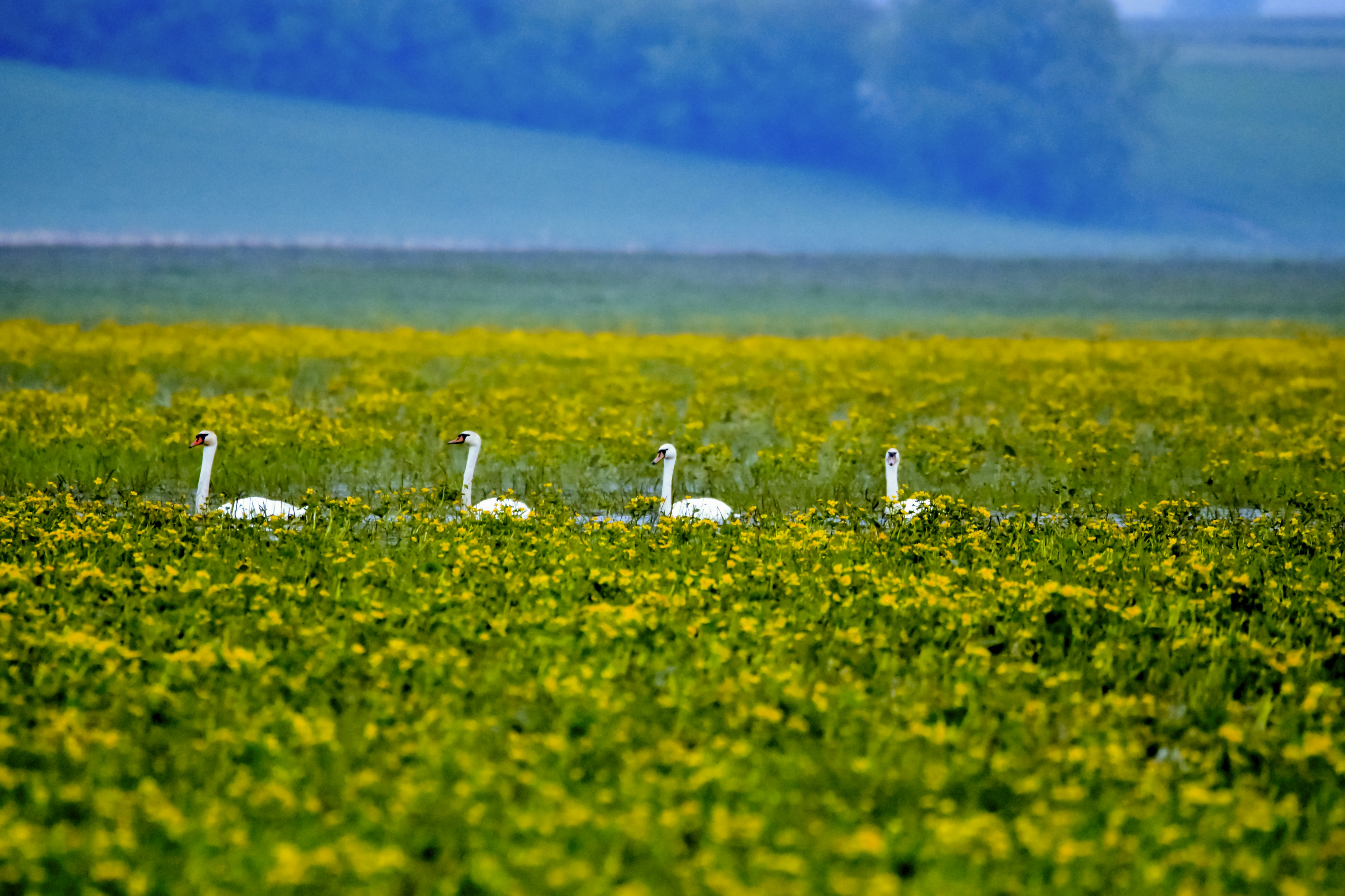 Swan Parade Over a Sea of Yellow Blossoms