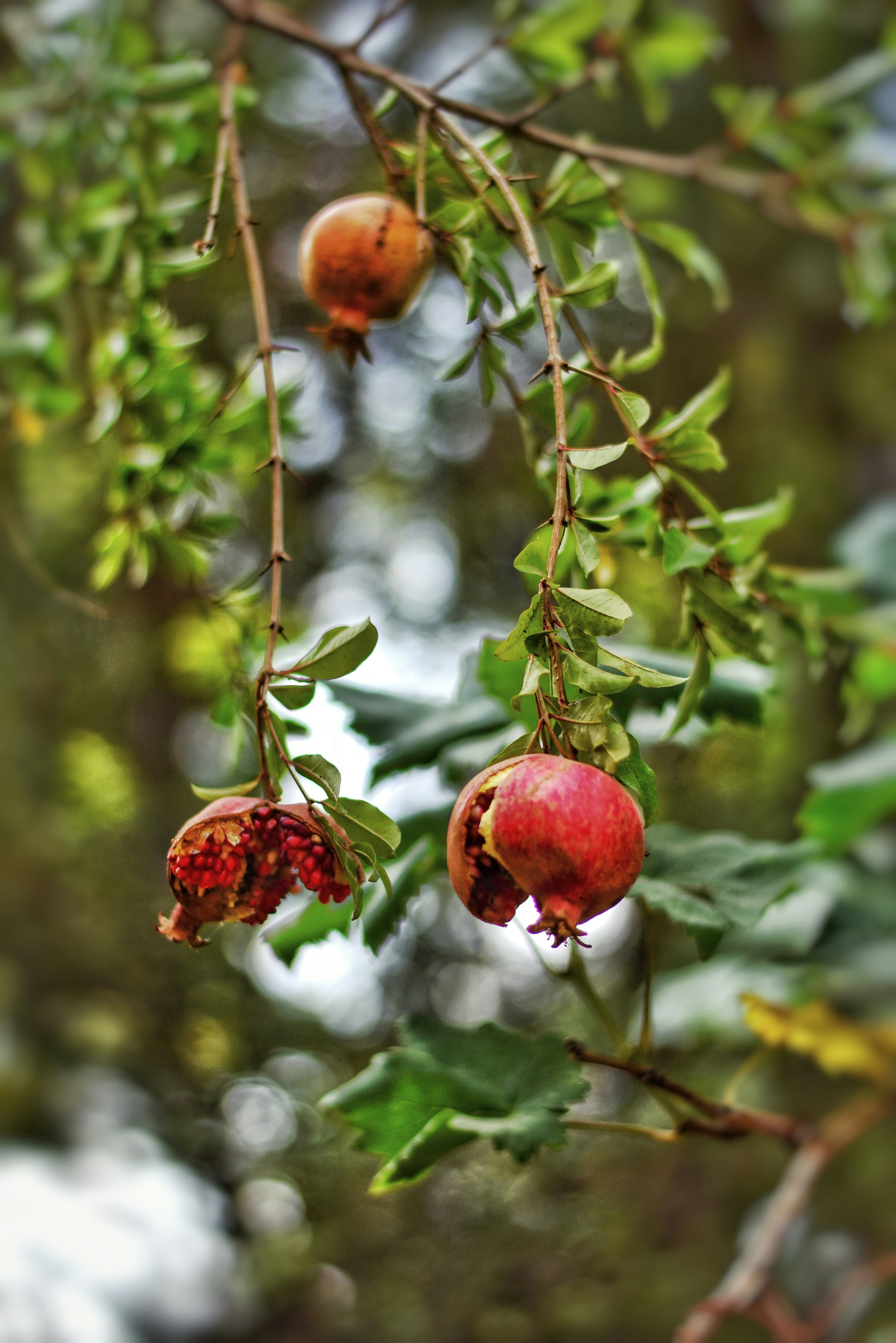 a group of fruits swing from a tree