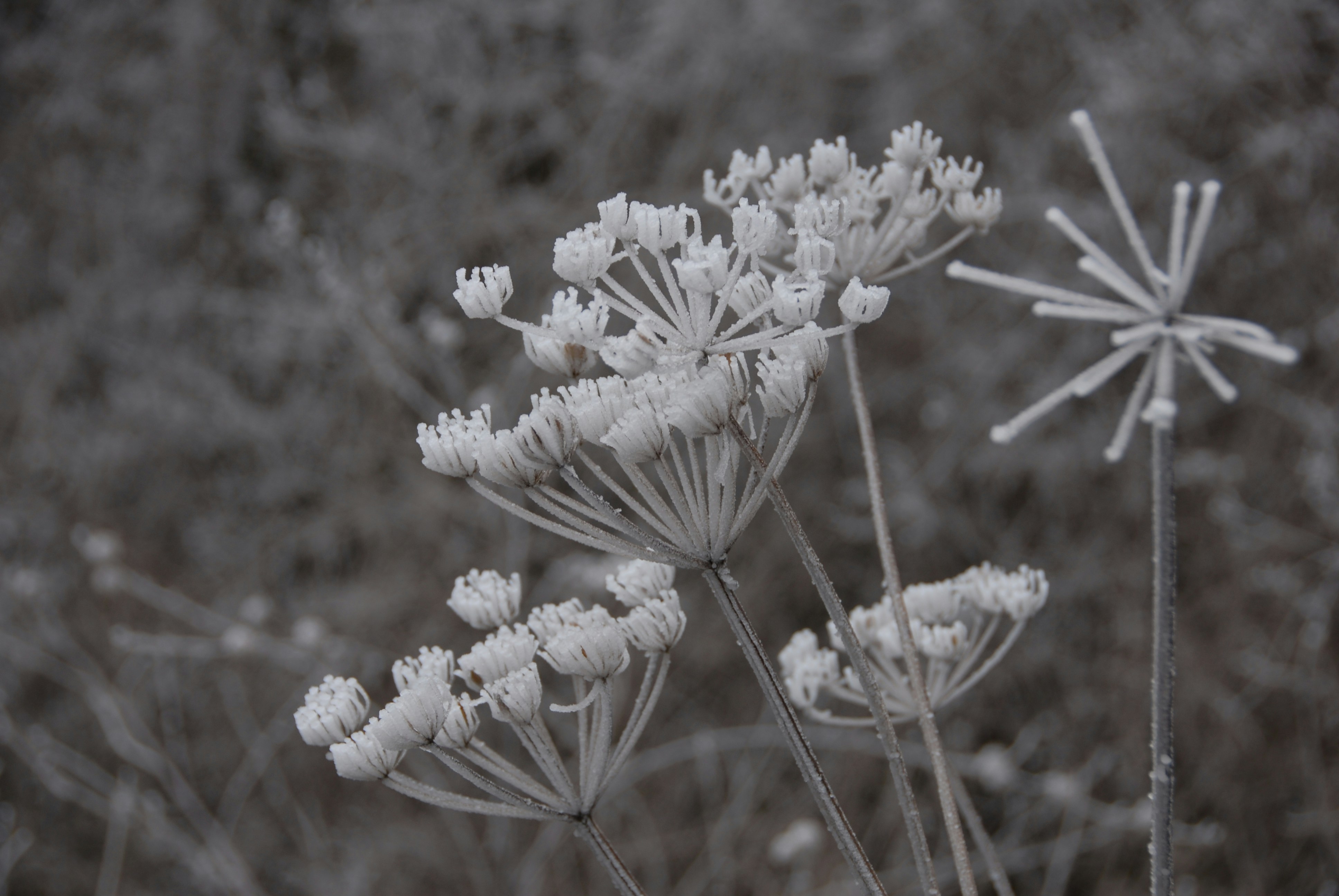 Frosted Umbels in Quiet Monochrome