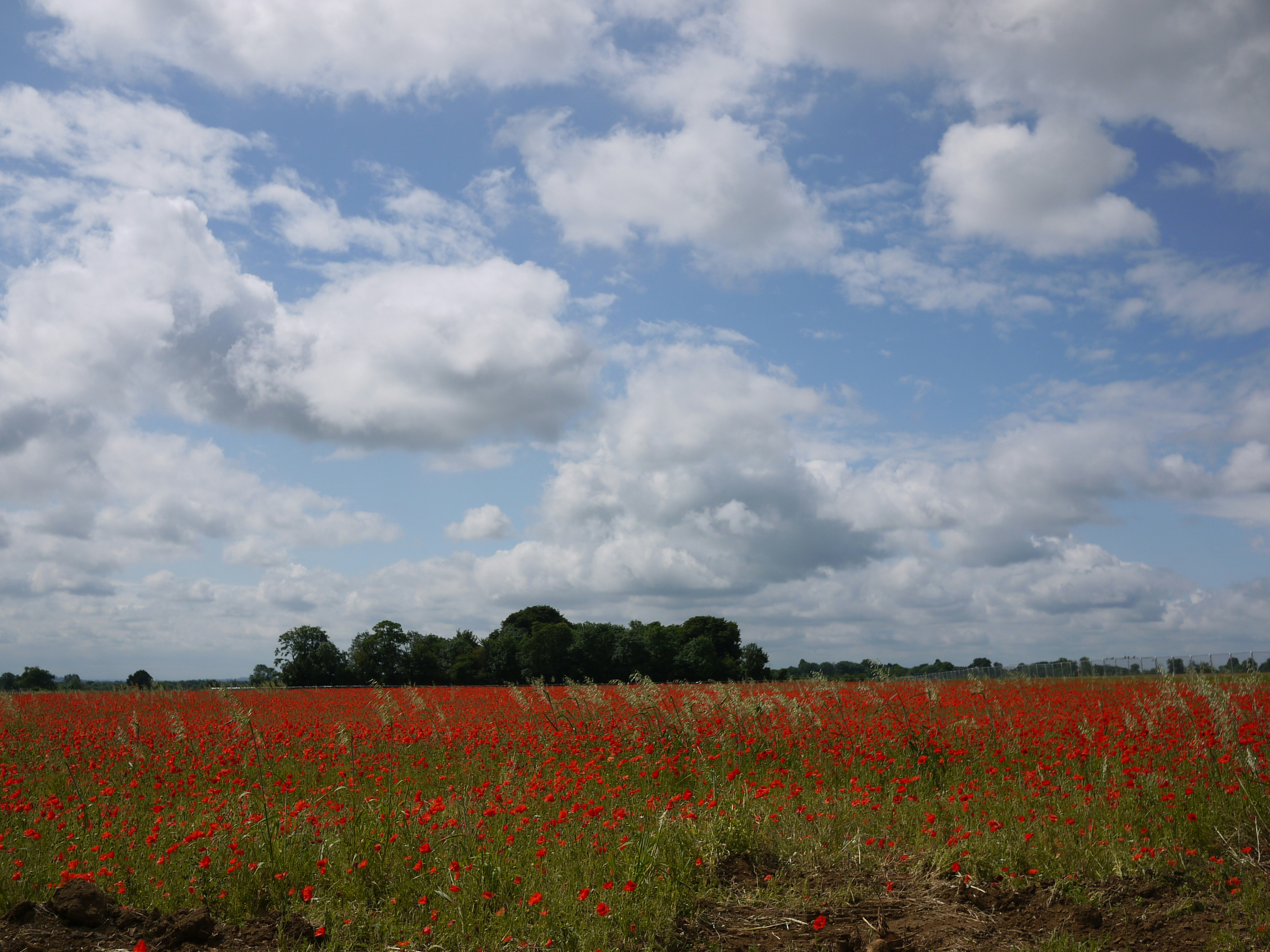 A field of red flowers photo – Free Pingle drive Image on Unsplash