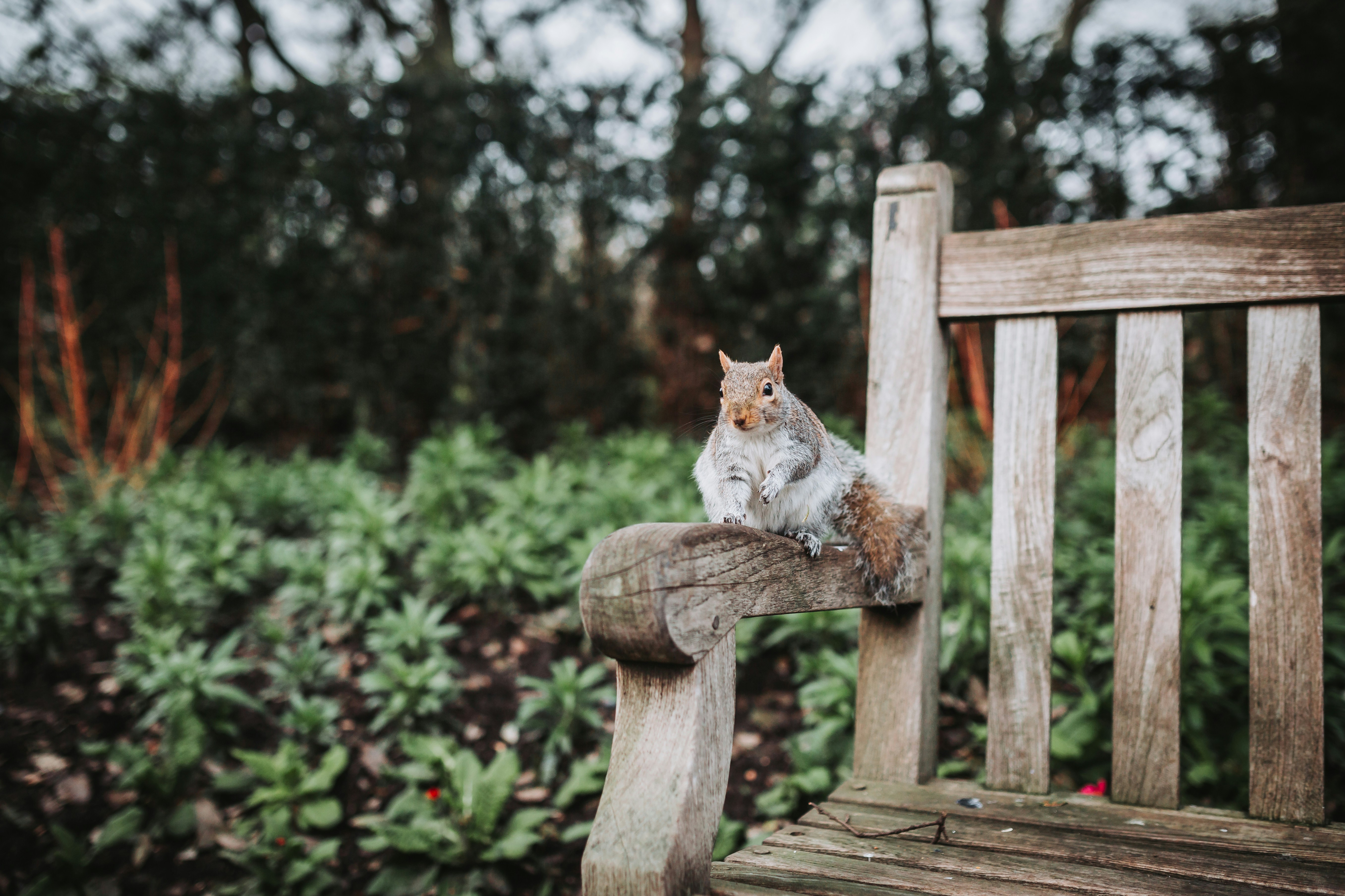 A Moment of Stillness: The Squirrel's Perch