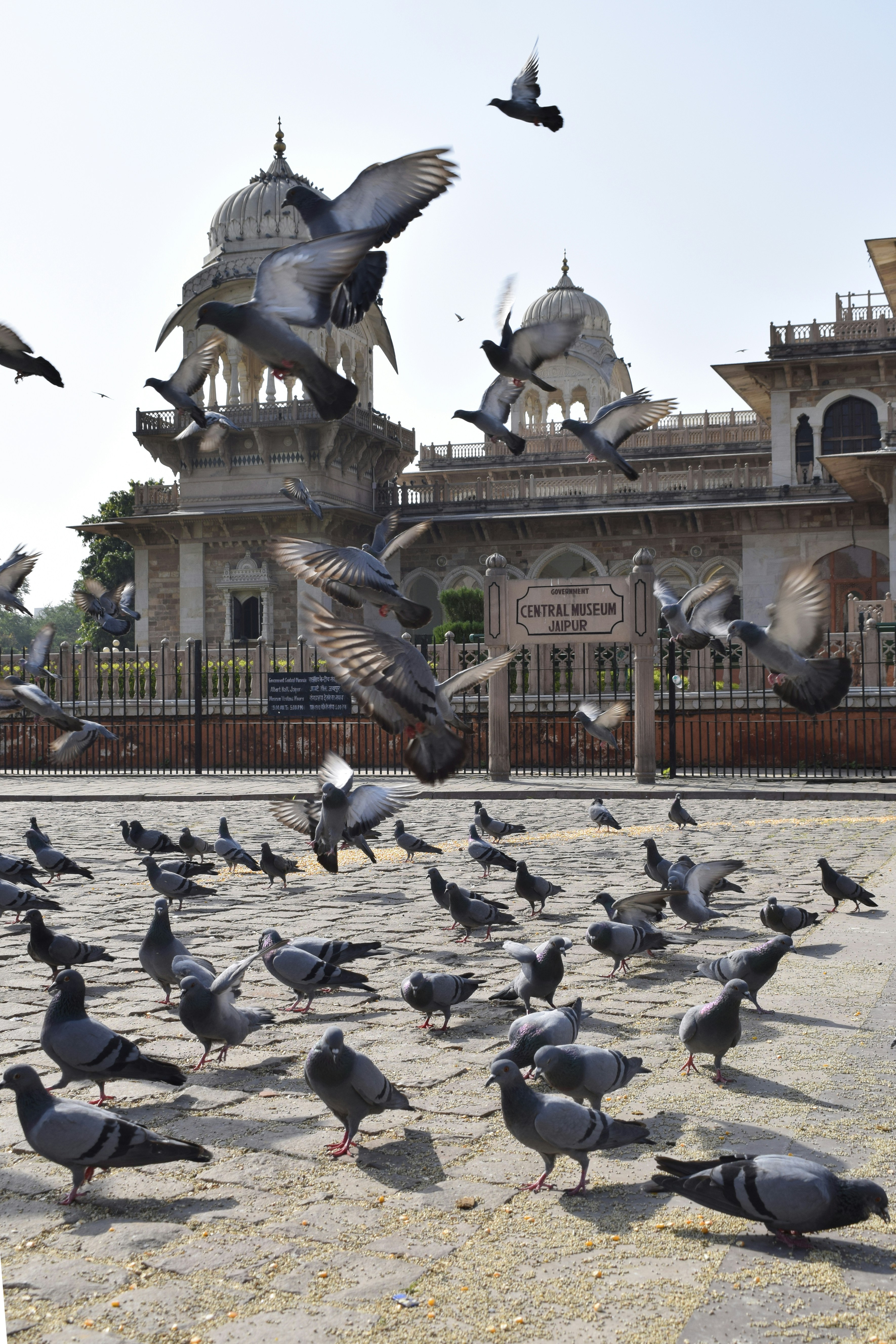 Flock of pigeons taking flight in front of the architectural domes of Central Museum Jaipur.
