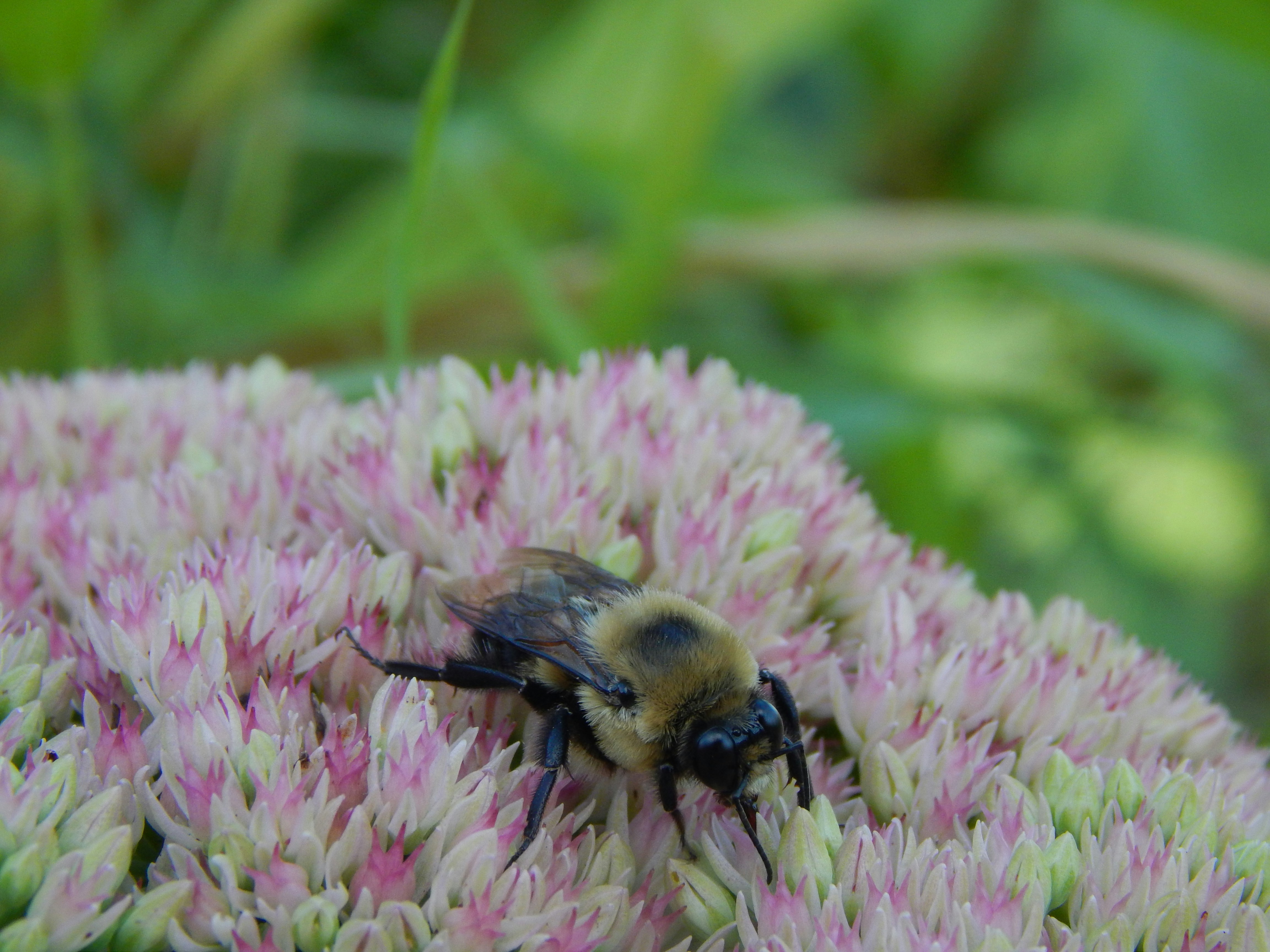 Bumblebee foraging on a cluster of pink flowers, showcasing the intricate details of both the insect and the flora. 