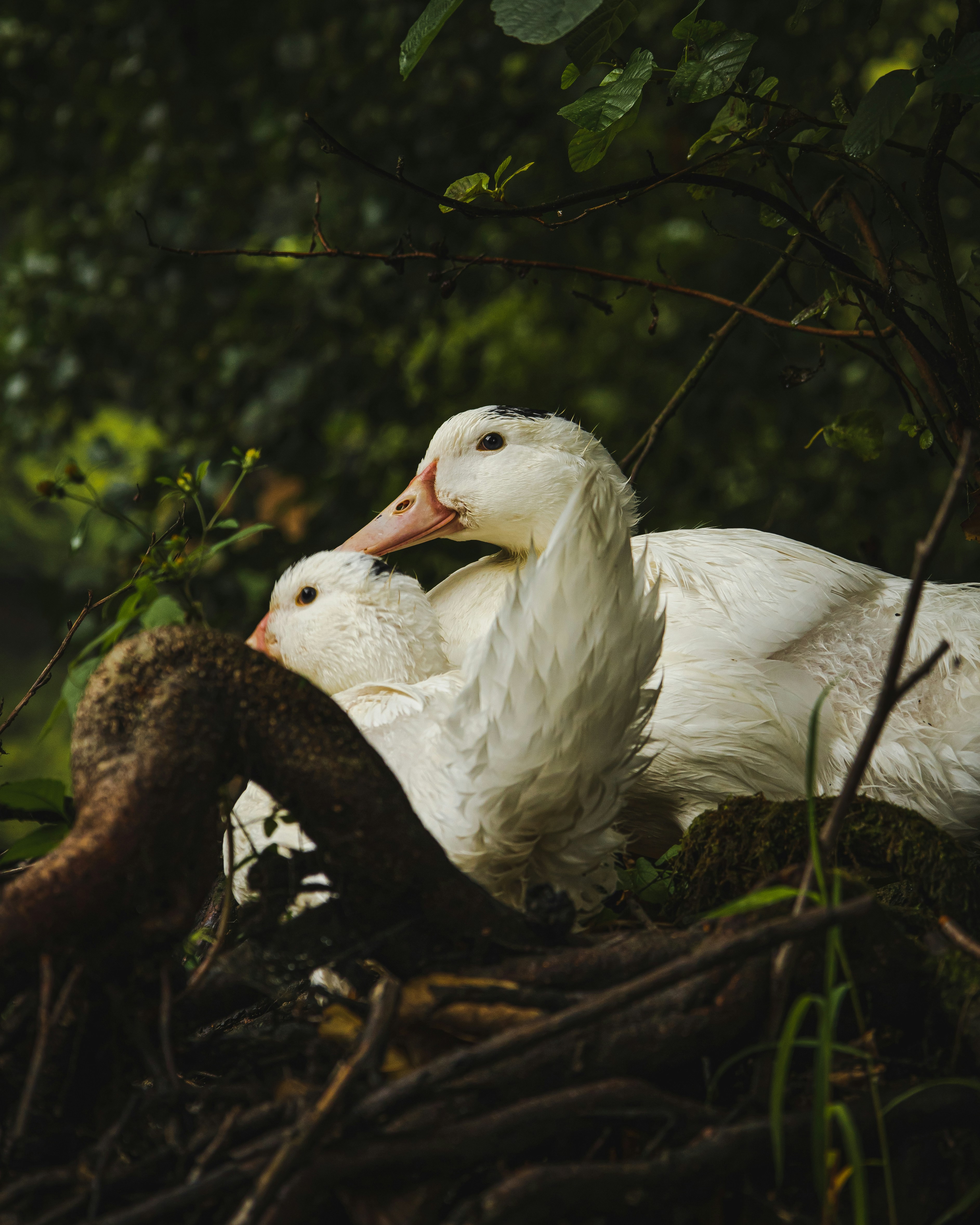 Ducks family on the lake