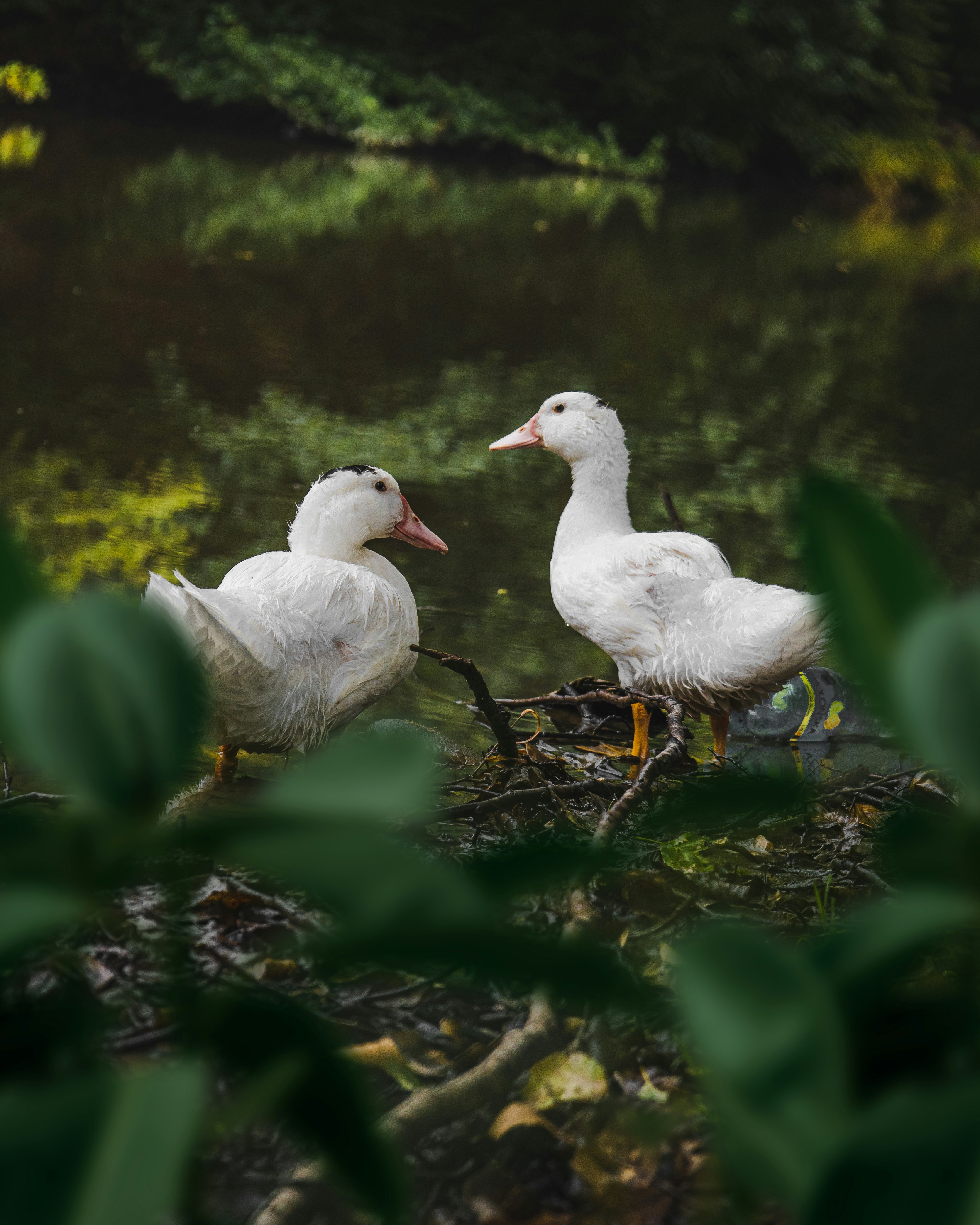 Ducks family on the lake