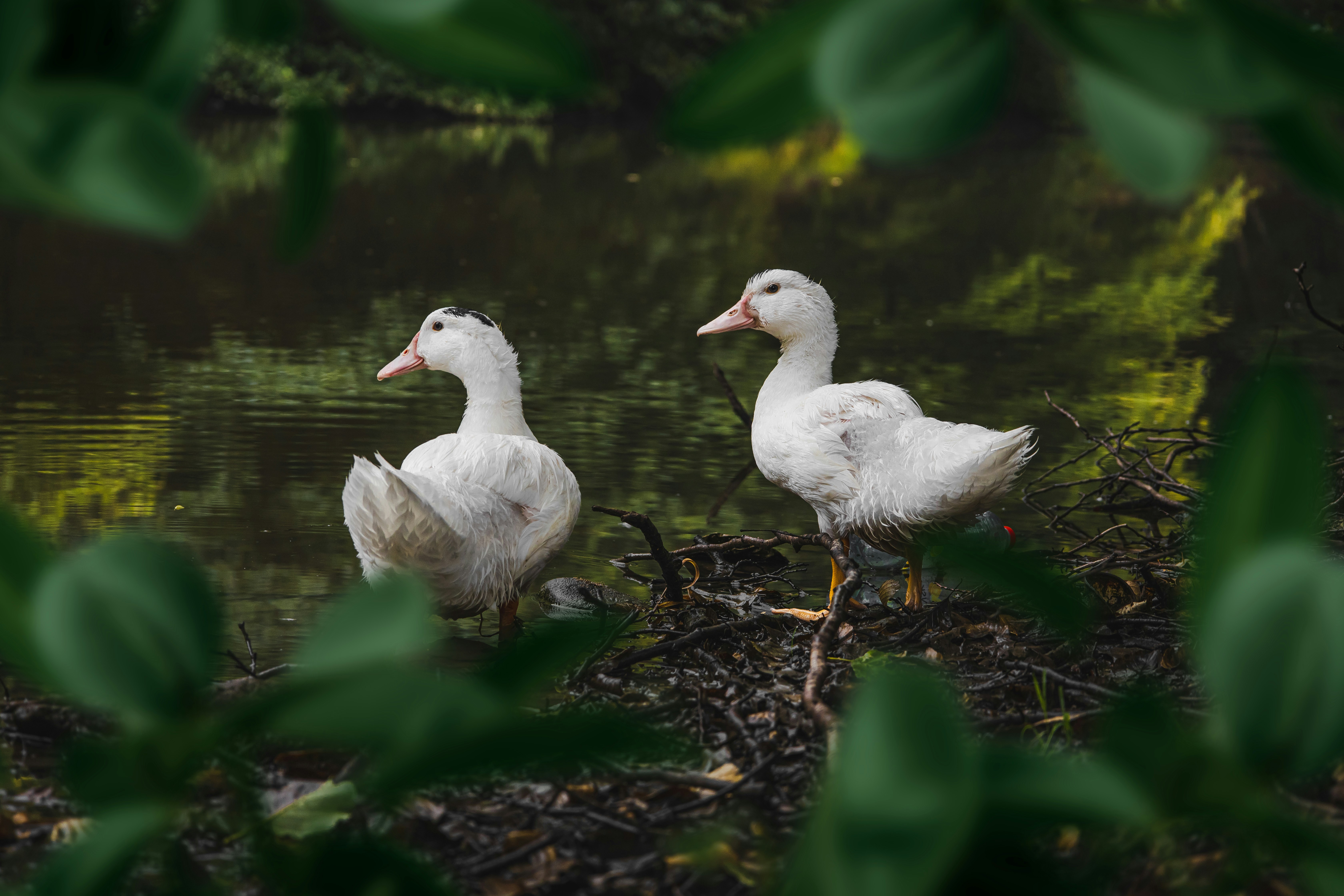 Two White Geese by a Pond, Framed in Greenery