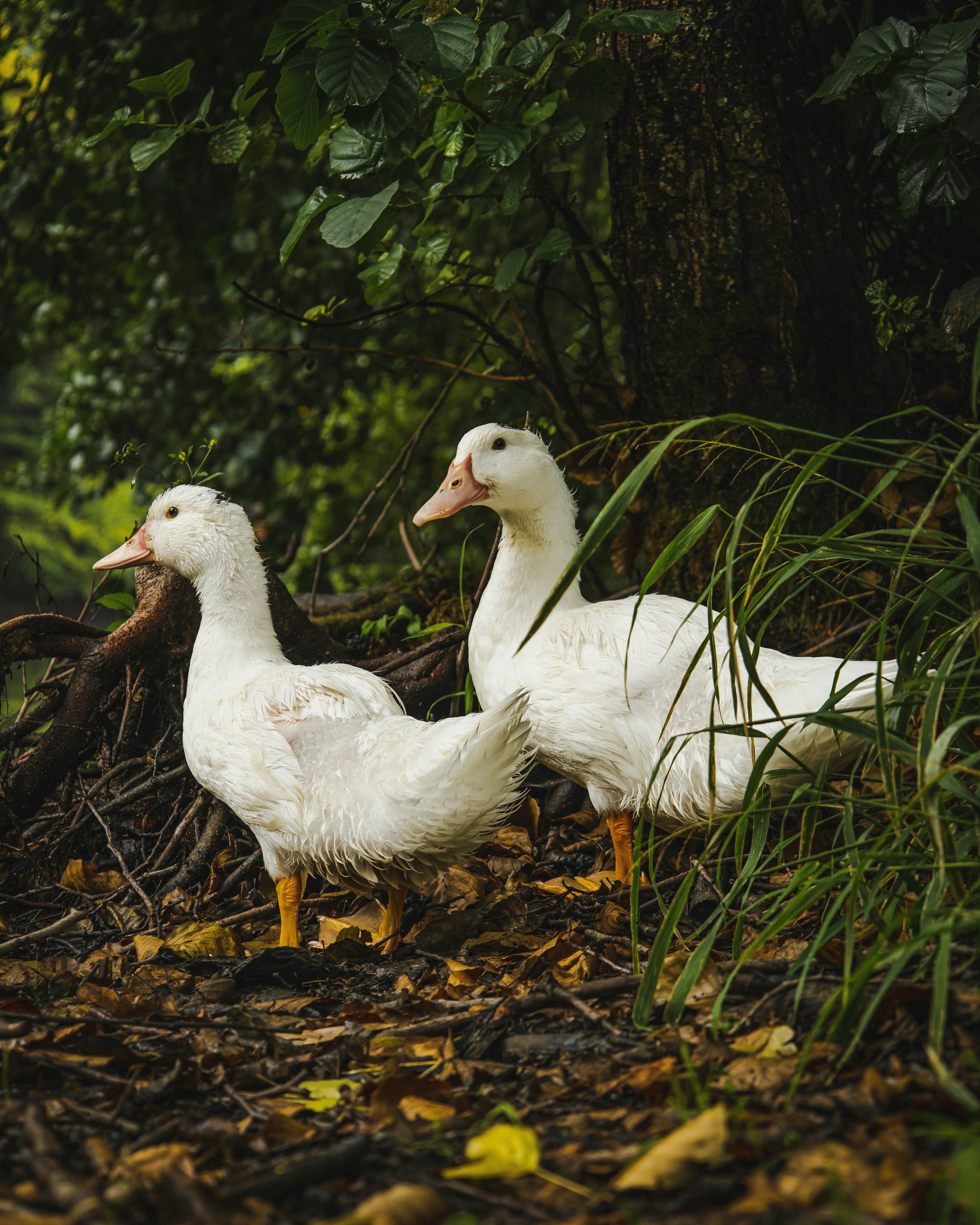 A couple of ducks in a forest photo – Free Food Image on Unsplash