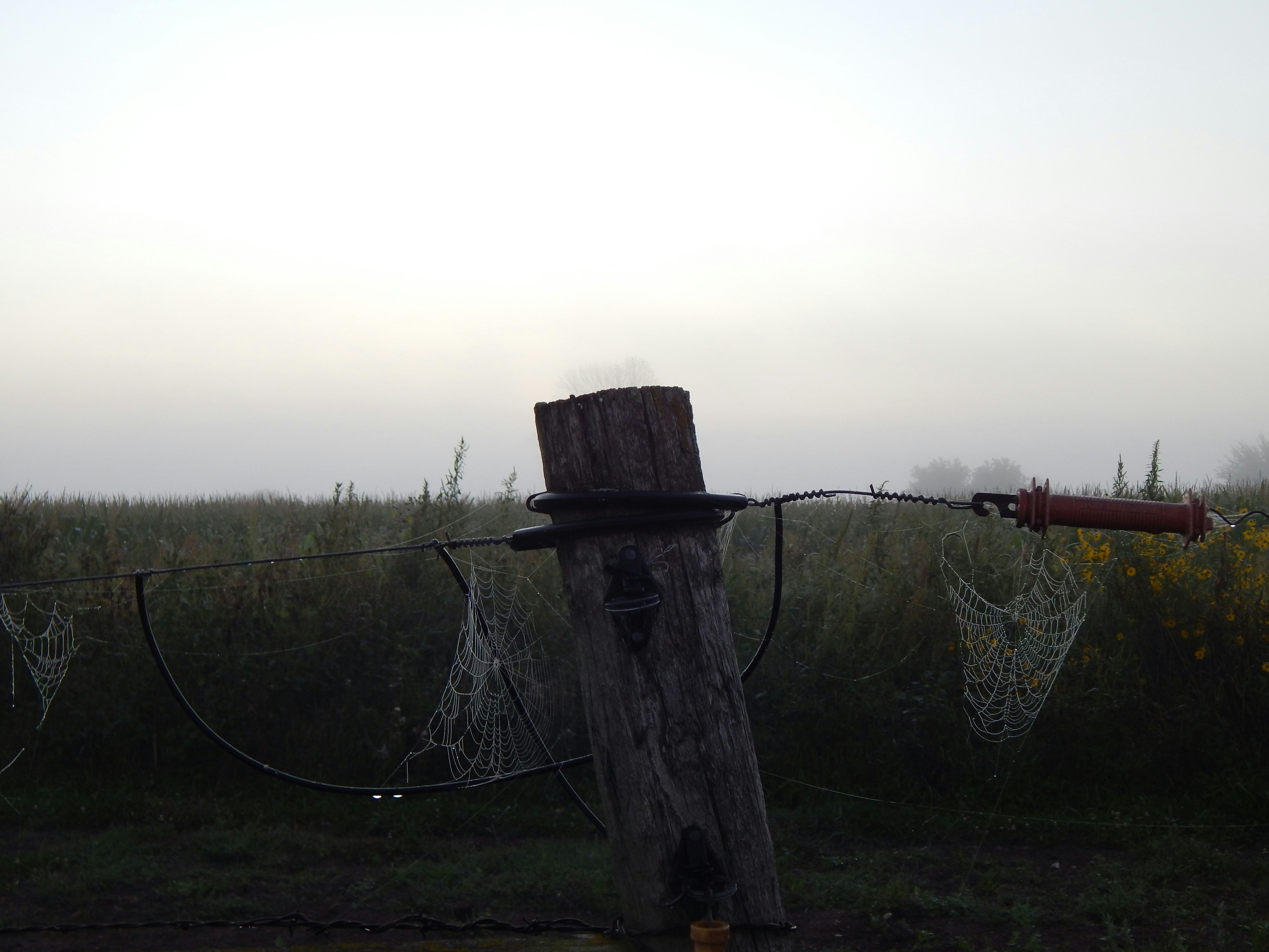 Morning Webs on a Foggy Field Fence