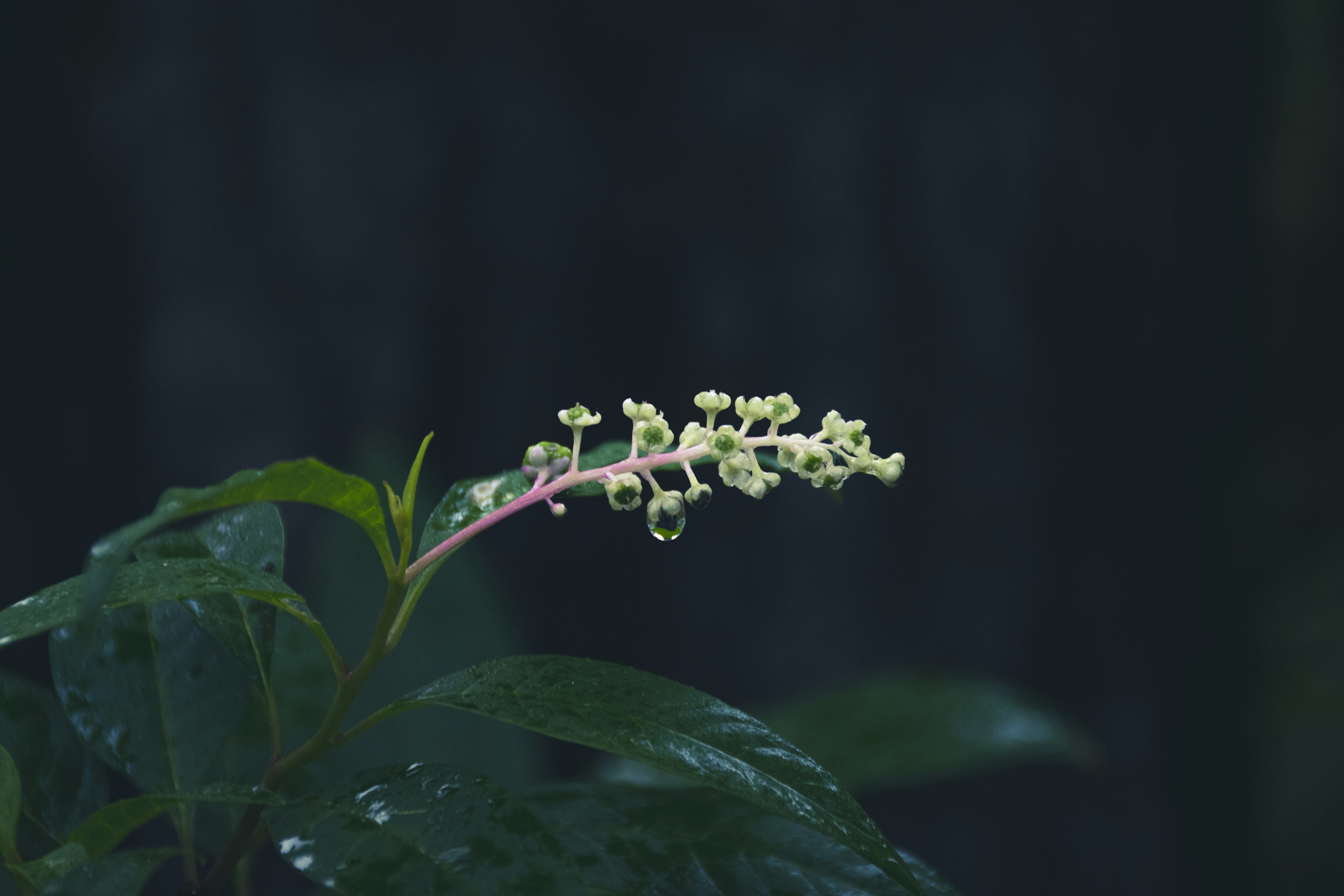 Dew-kissed inflorescence tracing a pale arc in a shadowed garden