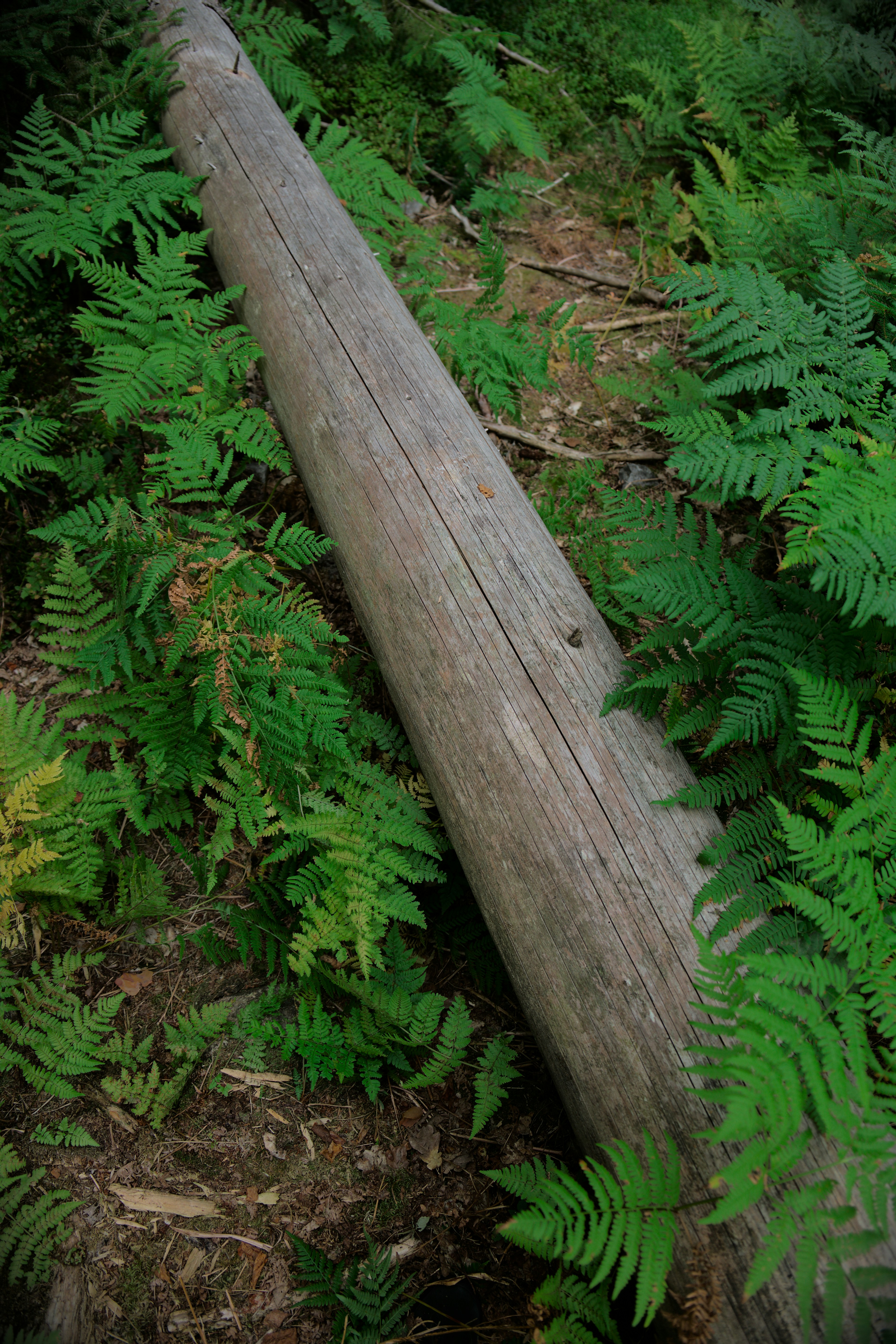 Weathered Log Carving a Quiet Path Through Fern Carpet