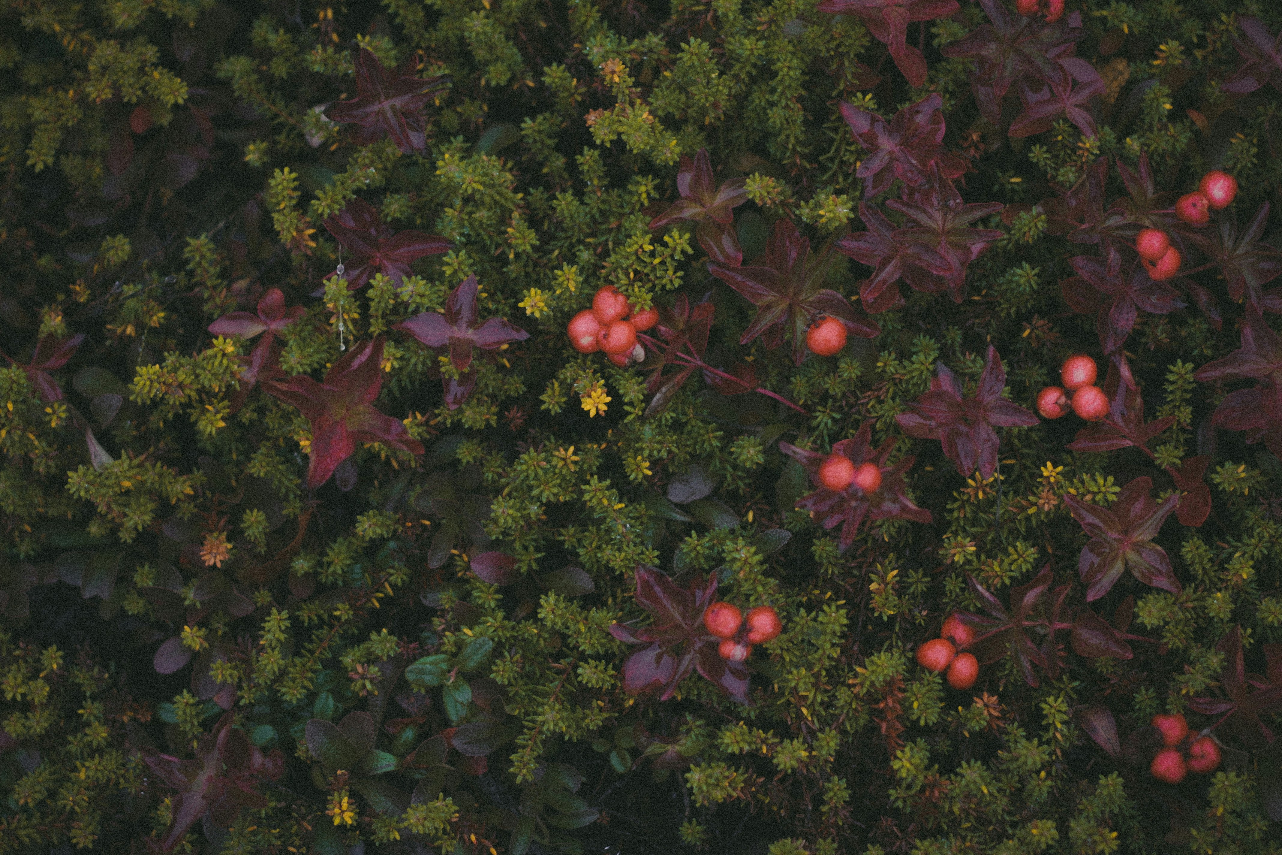 Close-up of green foliage and red berries creating a rich texture.
