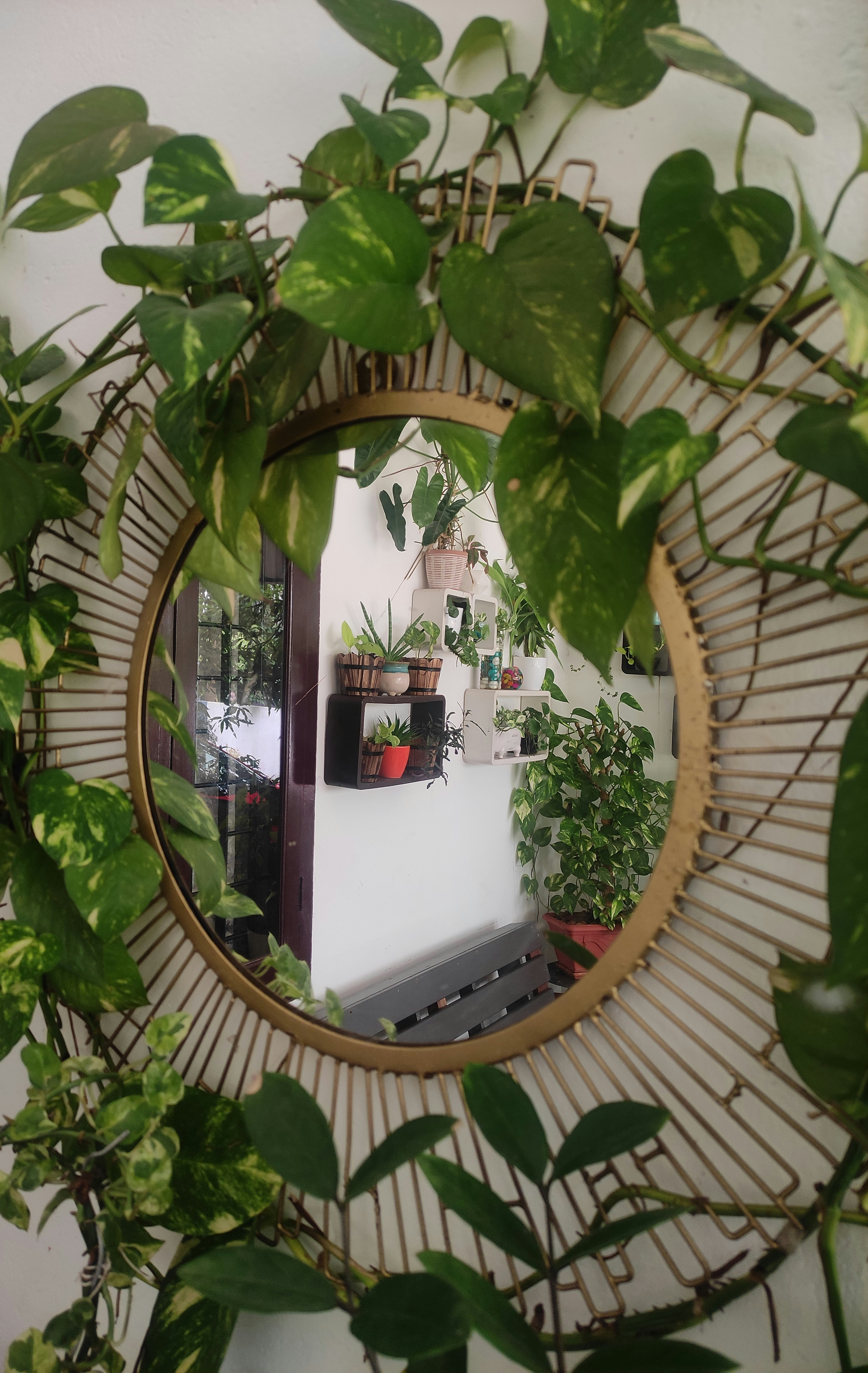 Circular Mirror Garden: Framed Greenery in a Sunlit Indoor Nook
