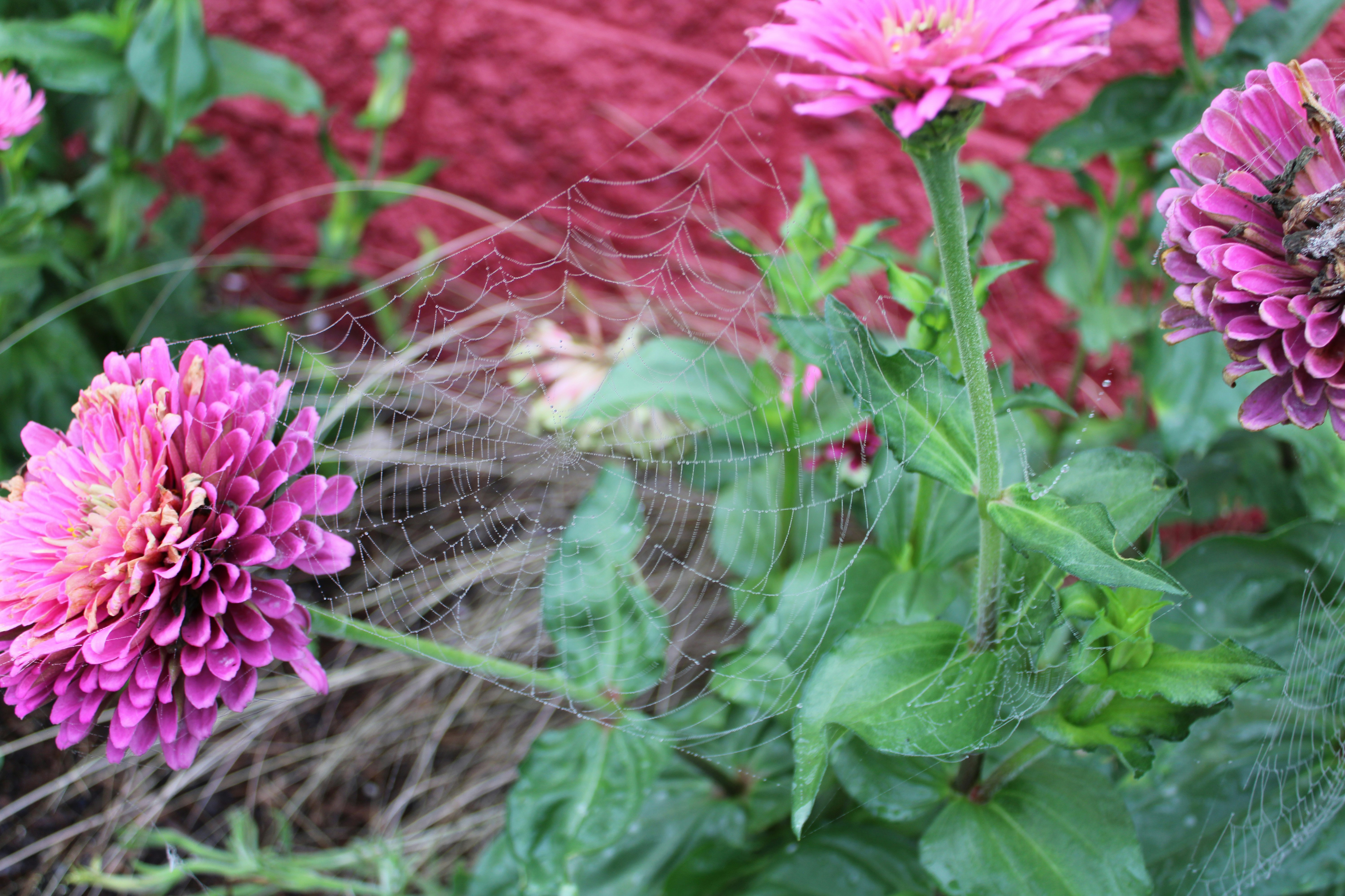 Spider Silk Across a Dahlia Bed: a Quiet Moment in Pink