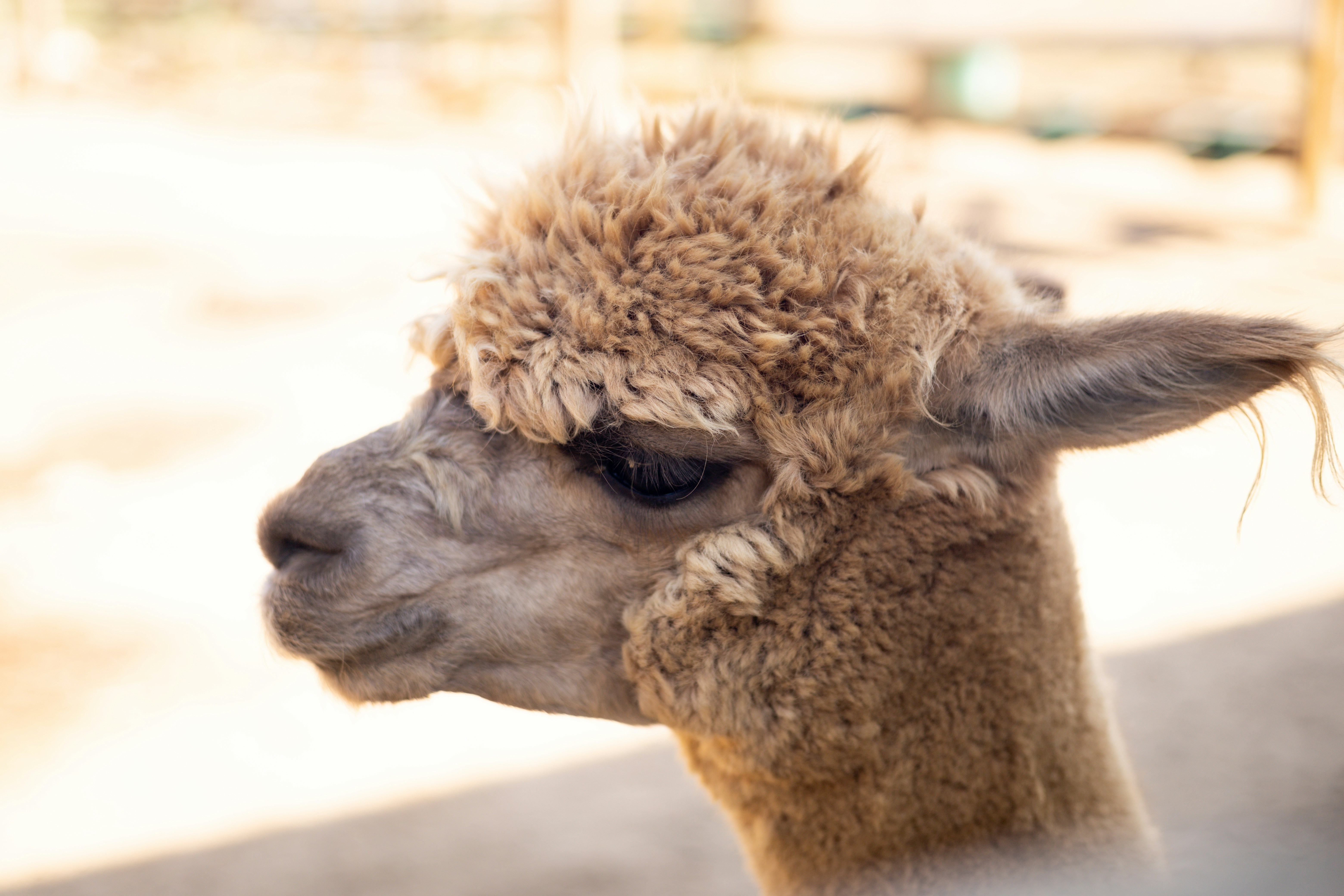 A furry little animal with long hair photo – Free Alpaca Image on Unsplash