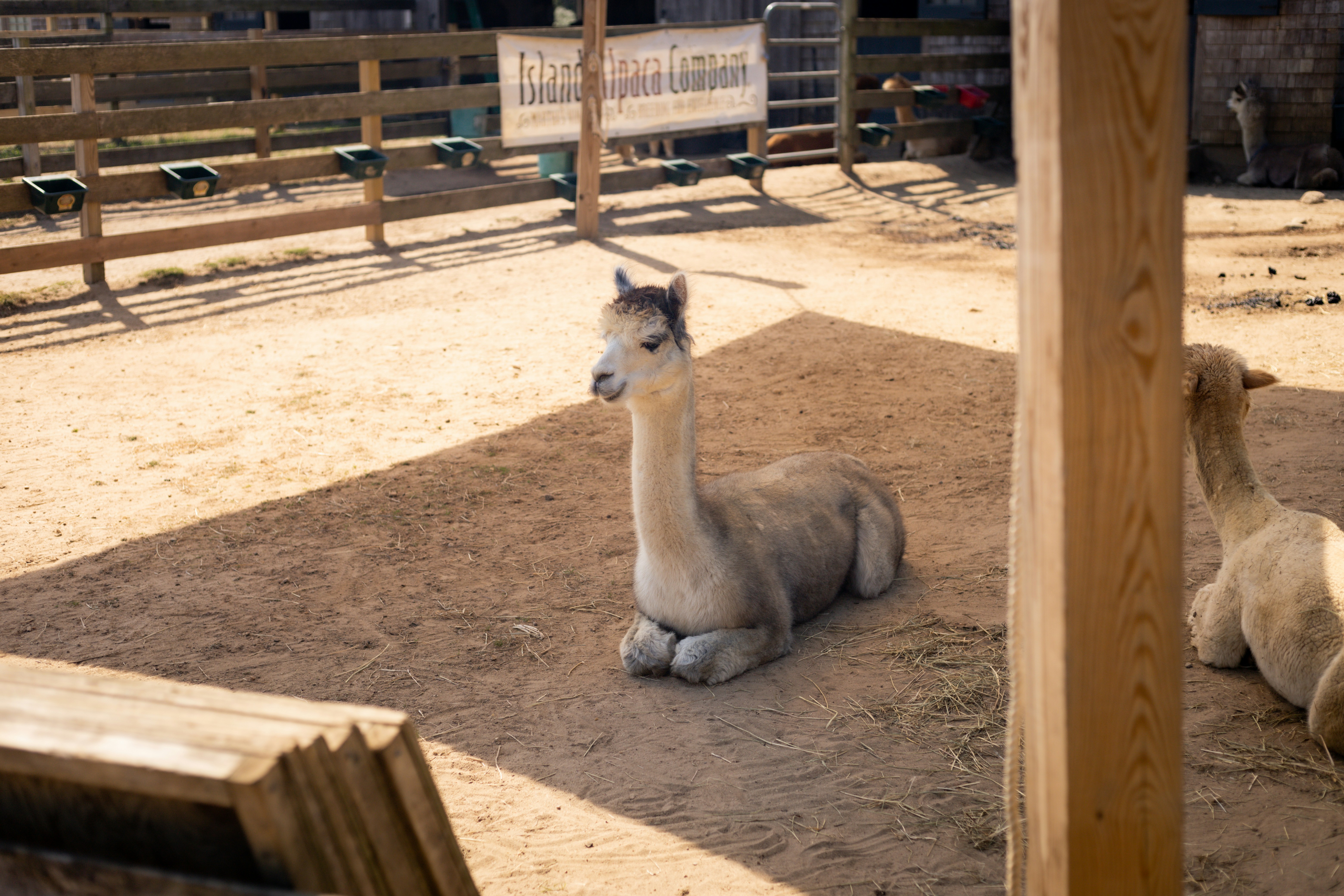 Curled-Soled Llama in the Sunlit Enclosure