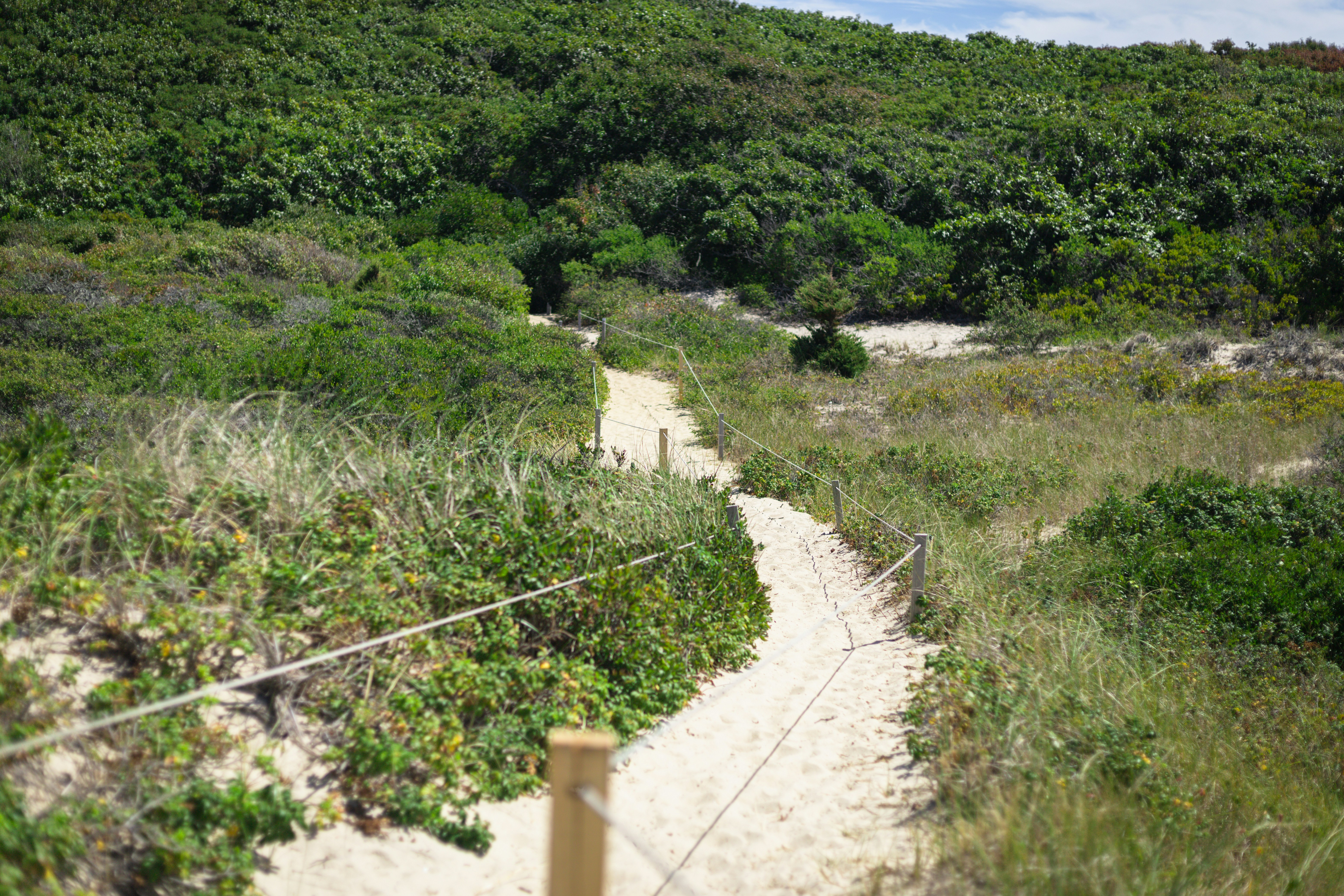 A sandy trail meanders through lush greenery, leading into a serene coastal landscape. The scene captures the essence of nature's tranquility.