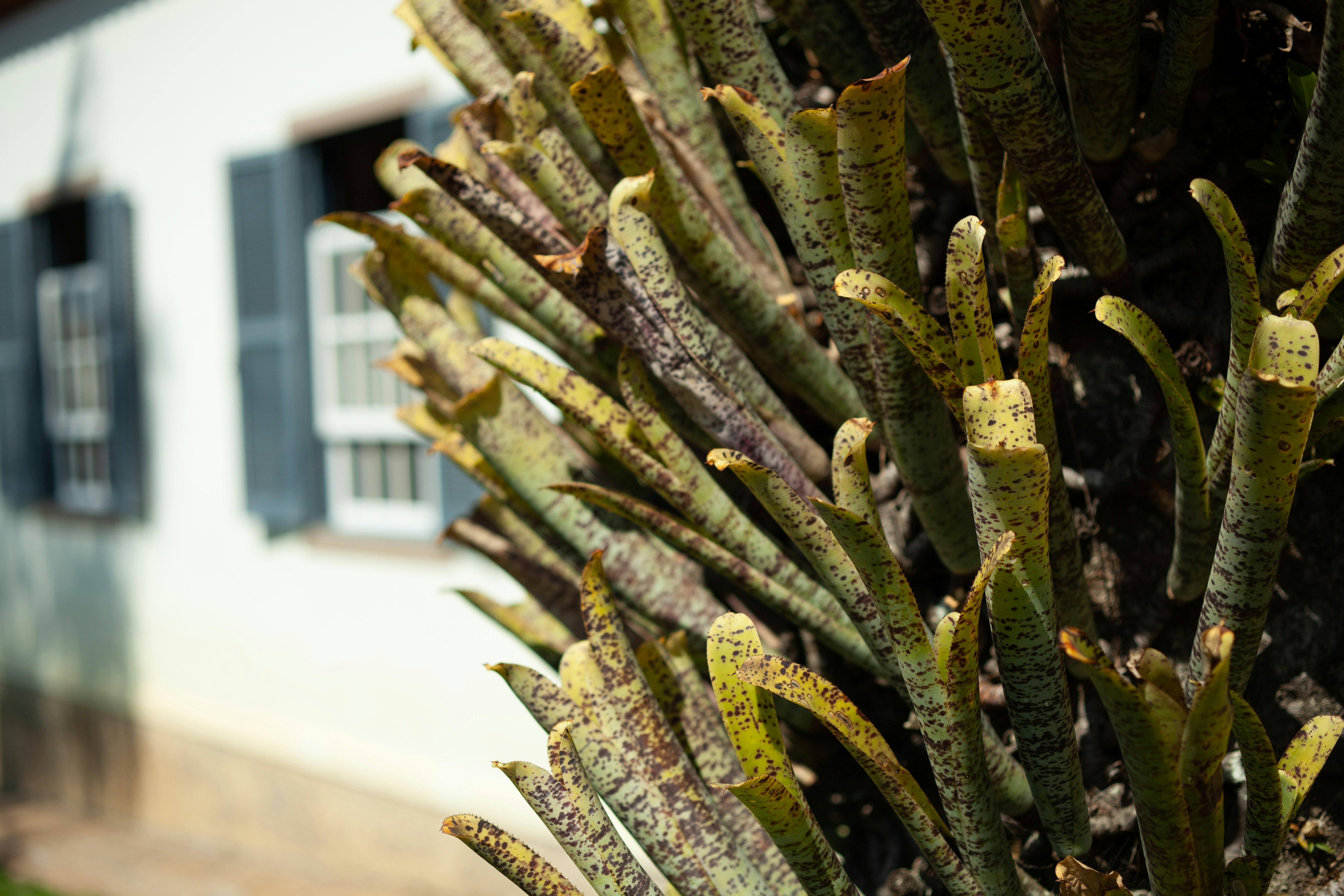 Close-up of a spiky plant with a blurred building in the background.