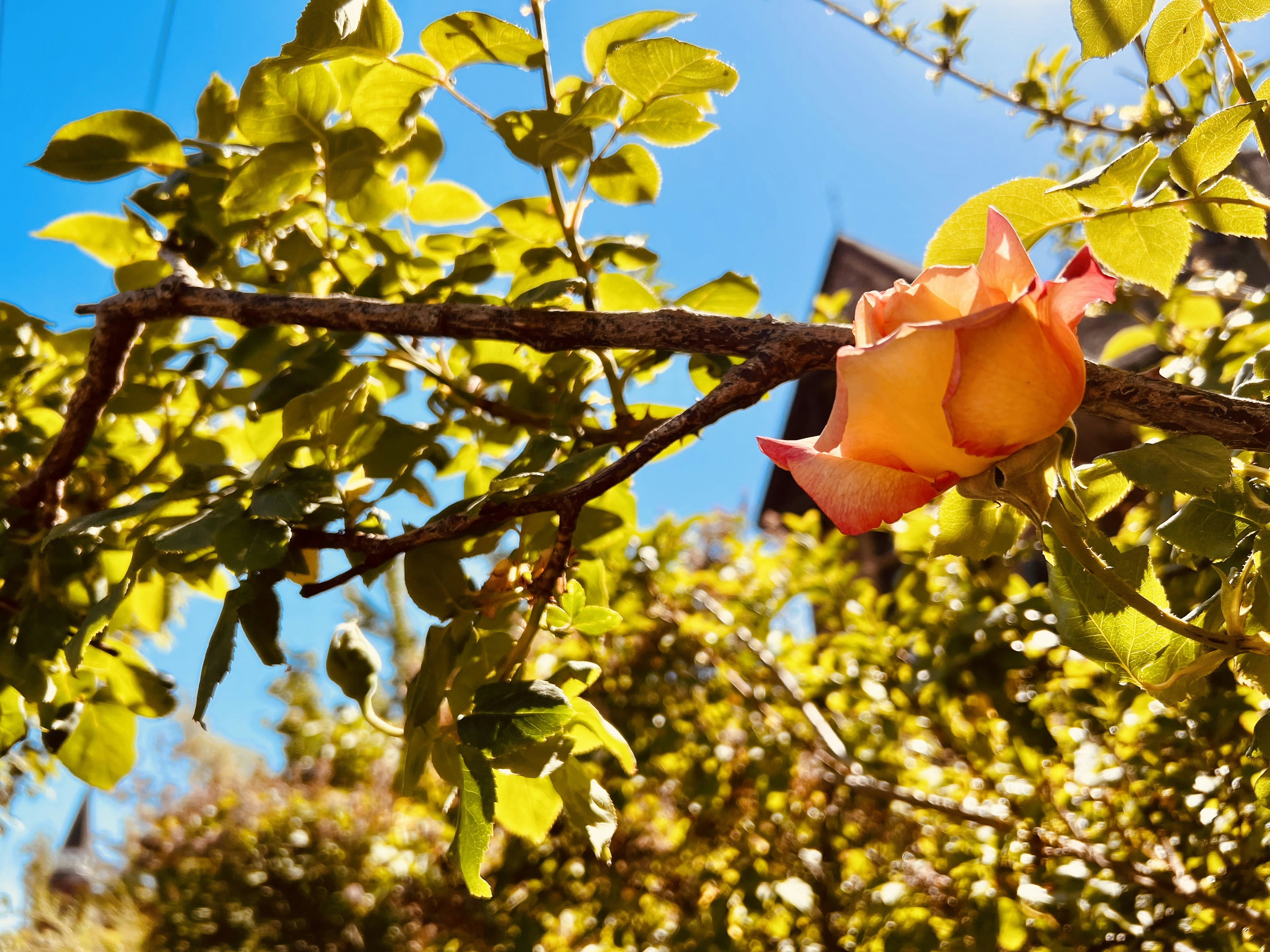 King Kingsley (@kingsleycao) | Comunidade de fotos da Unsplash