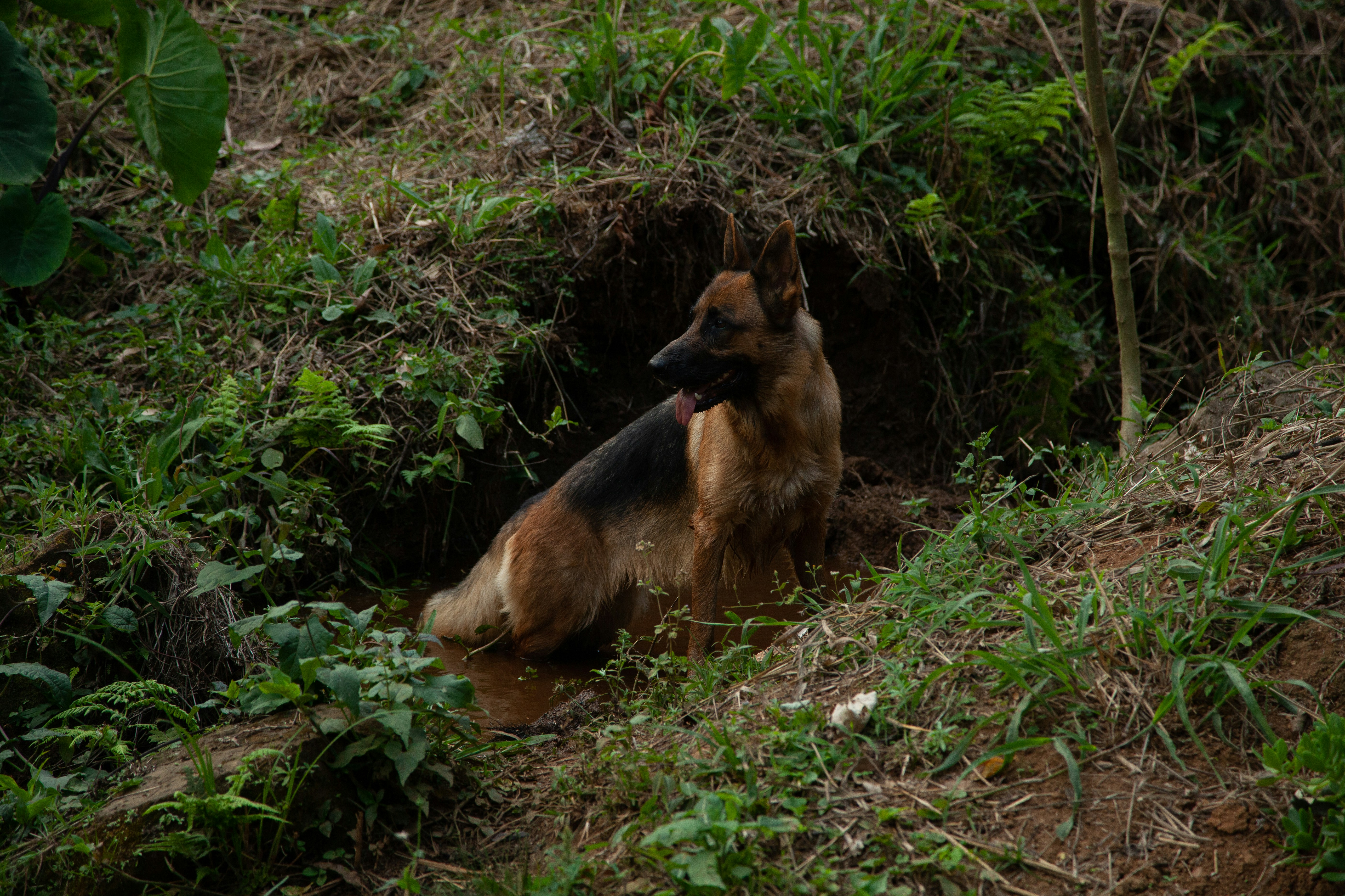 Mud and Vigilance: German Shepherd Pauses in a Forest Ditch