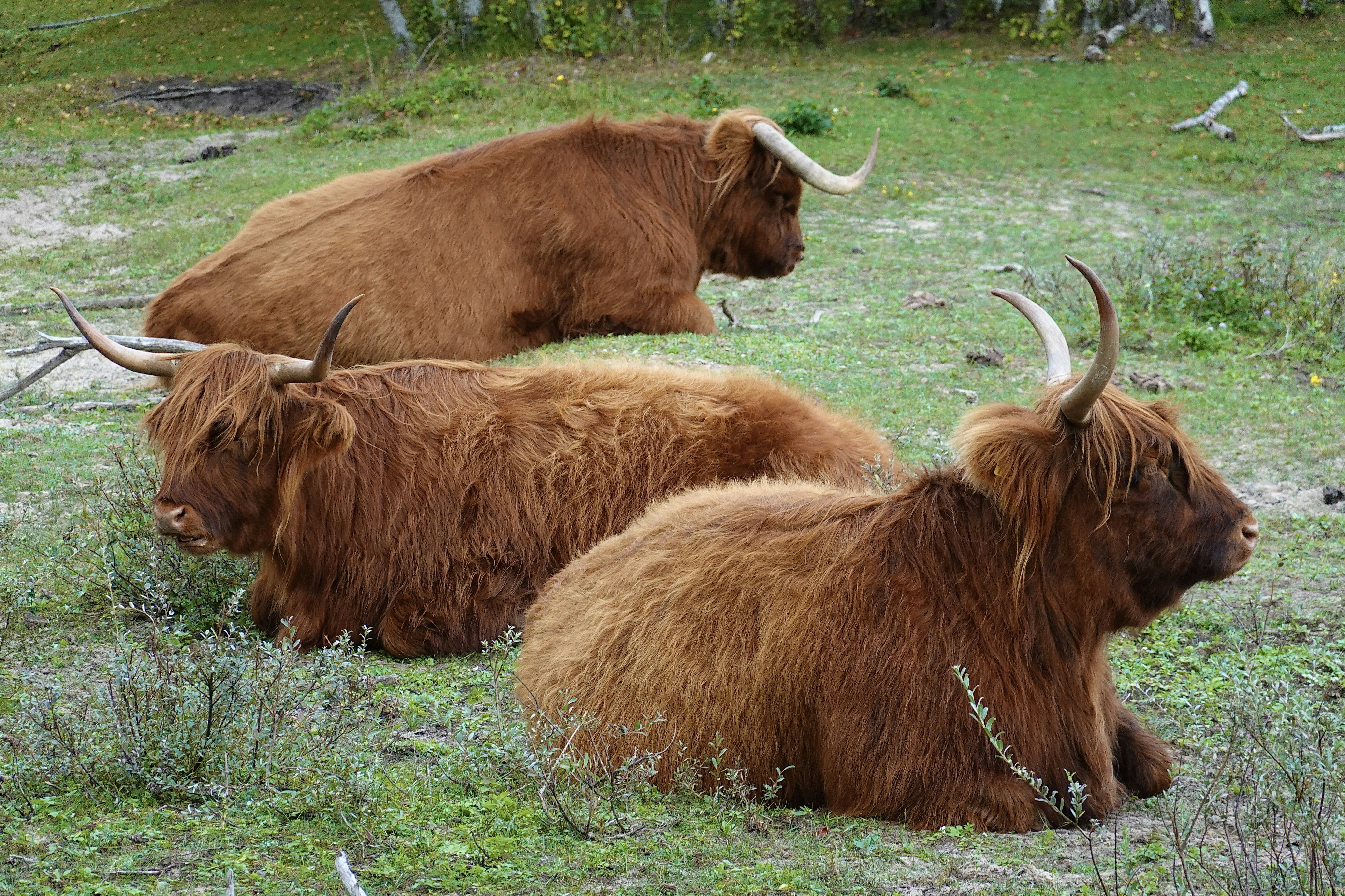 A group of yaks sit in a grassy field photo – Free Highlanders Image on ...