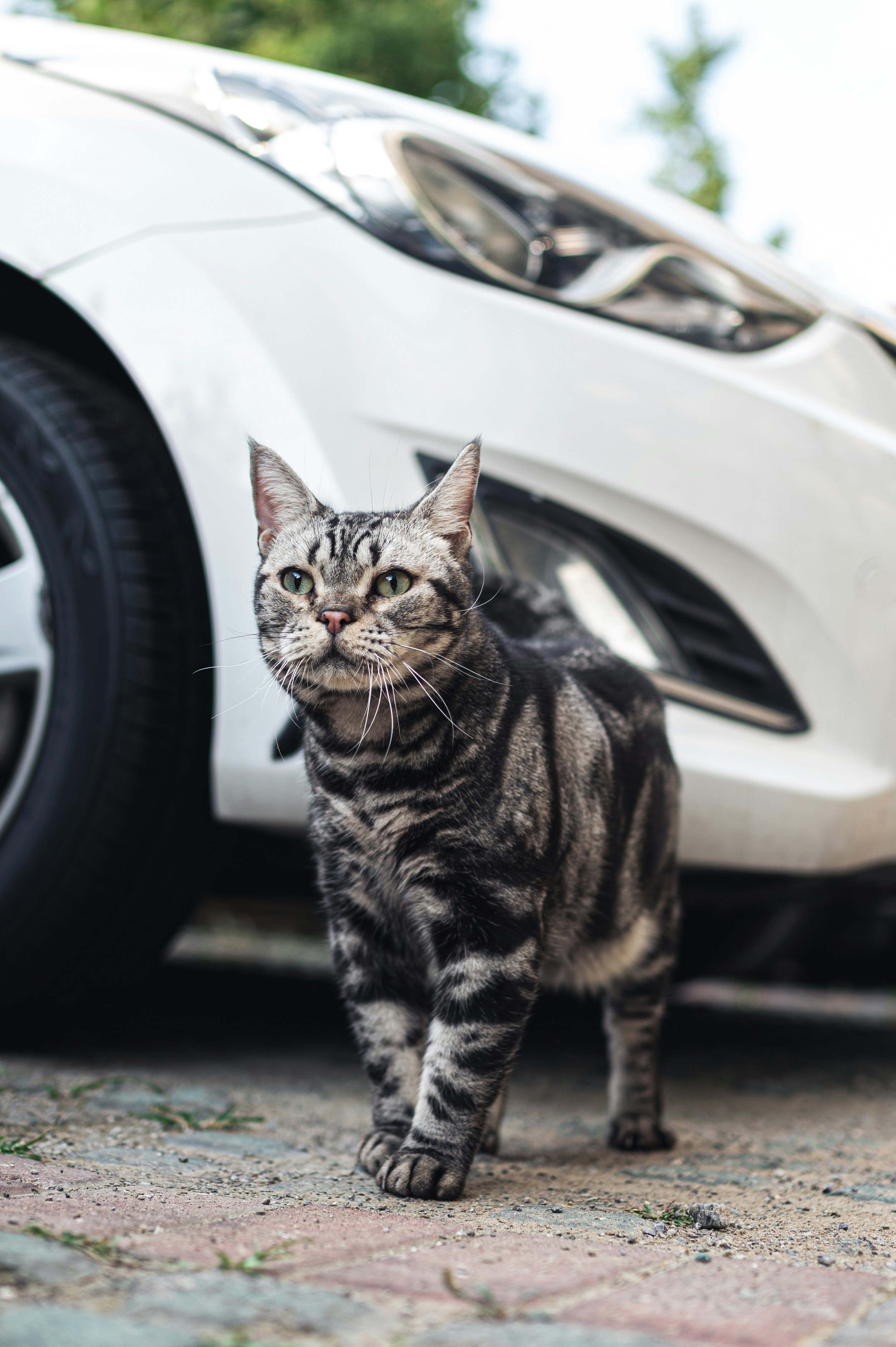 Tabby Patrol by the White Sedan