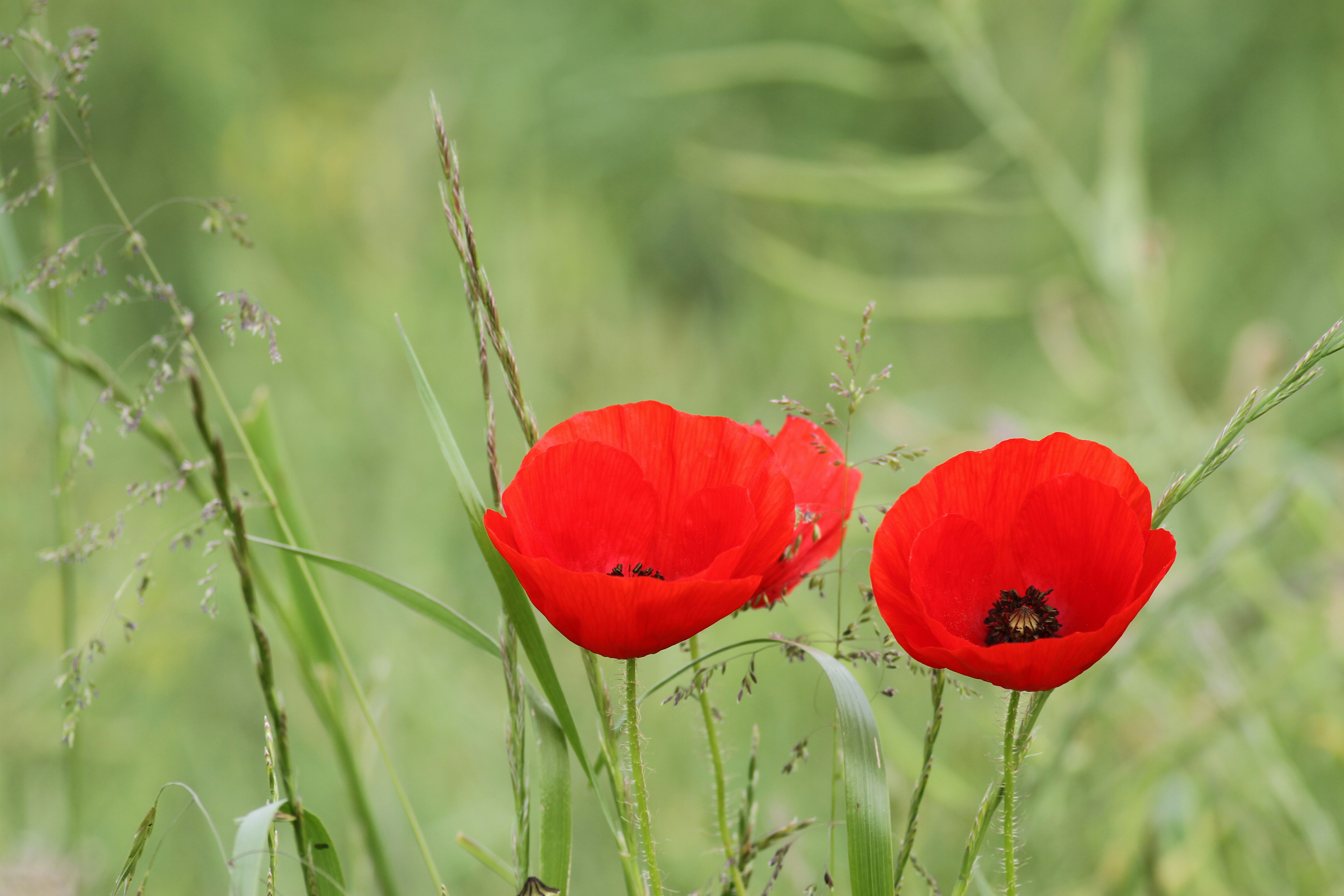 Gros plan d’une fleur photo – Photo Rouge Gratuite sur Unsplash