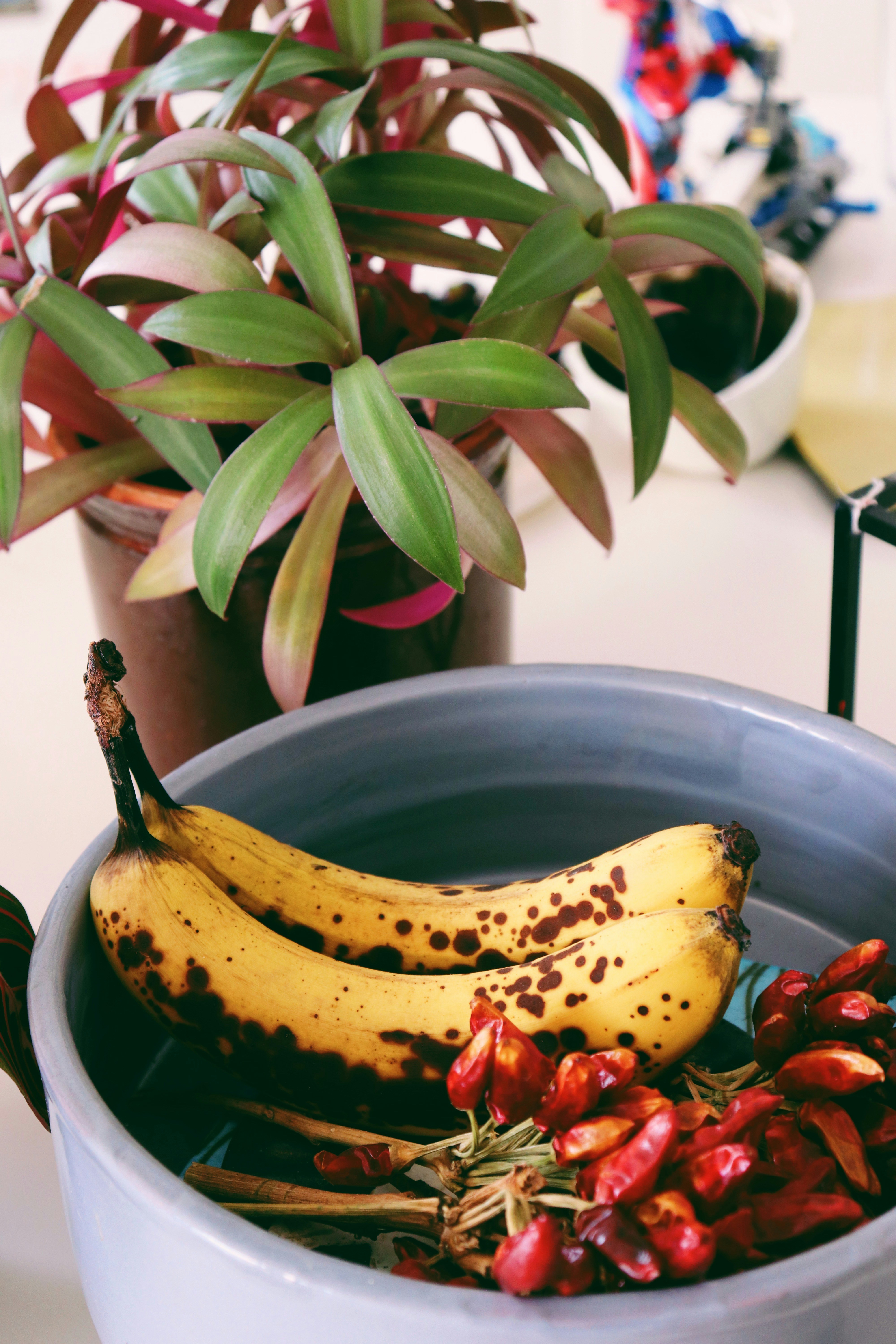 Bananas in a Blue Bowl, Framed by Green Leaves and Red Chili Accents