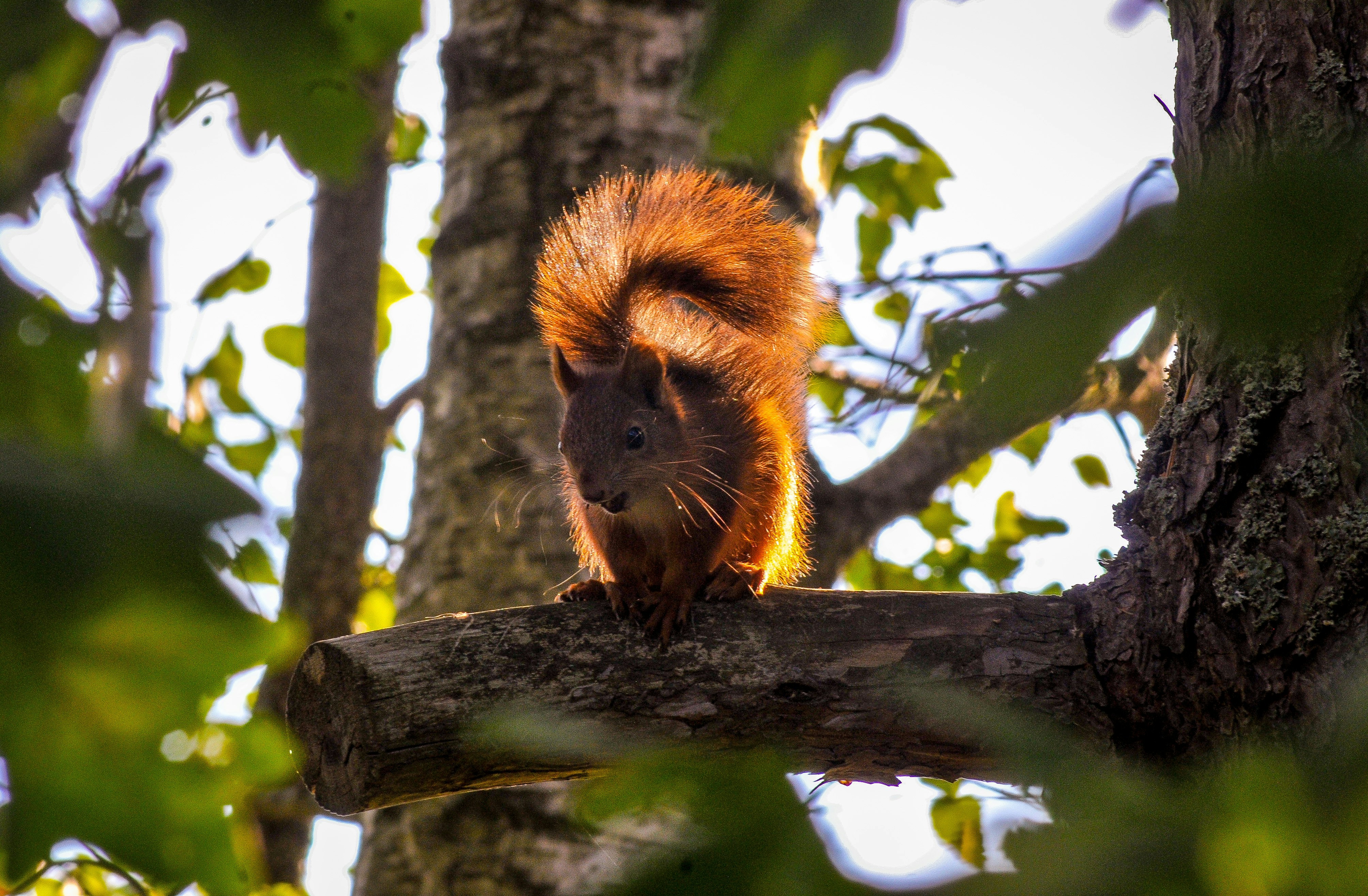 a squirrel on a tree branch
