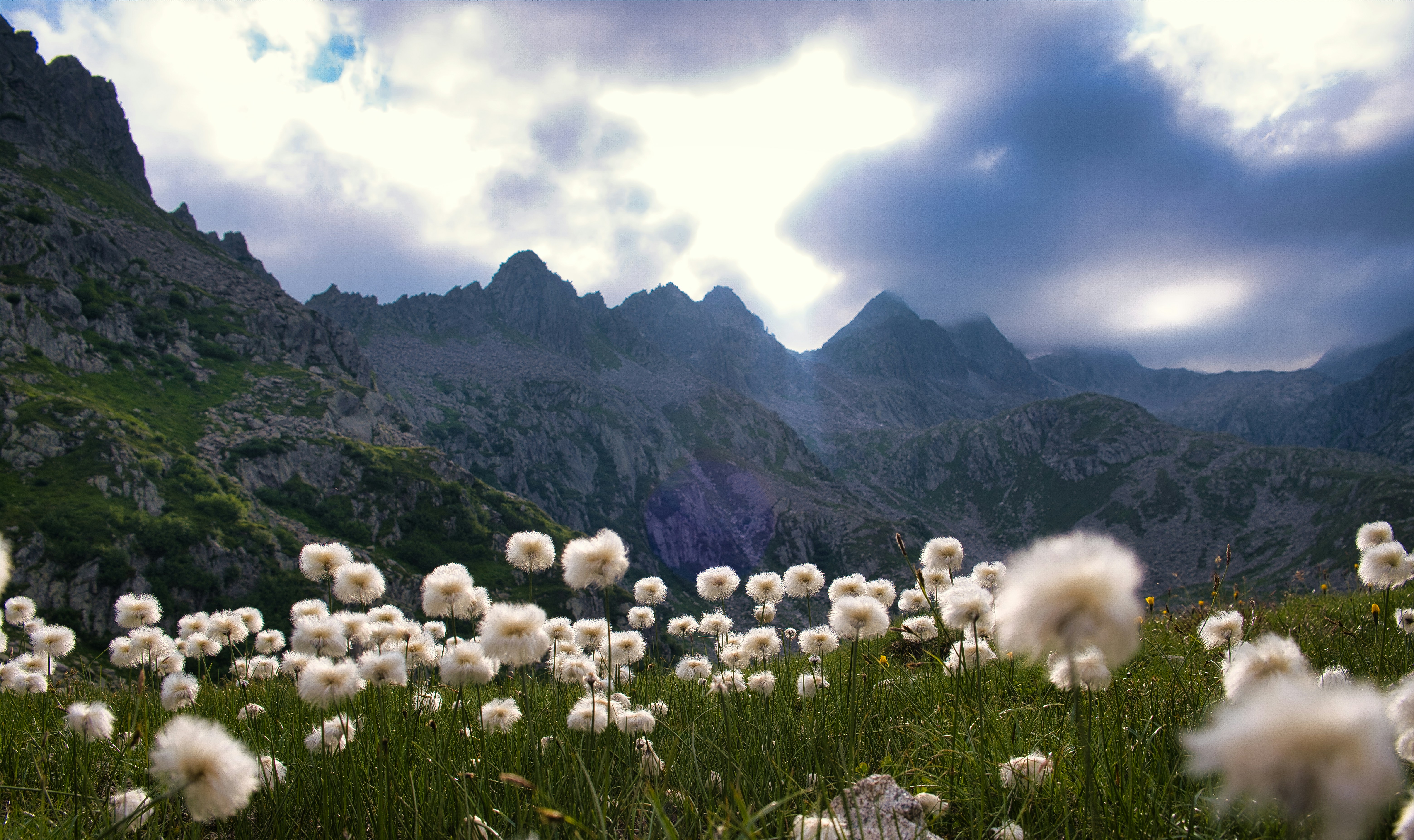 Whispers of the Alpine Meadow