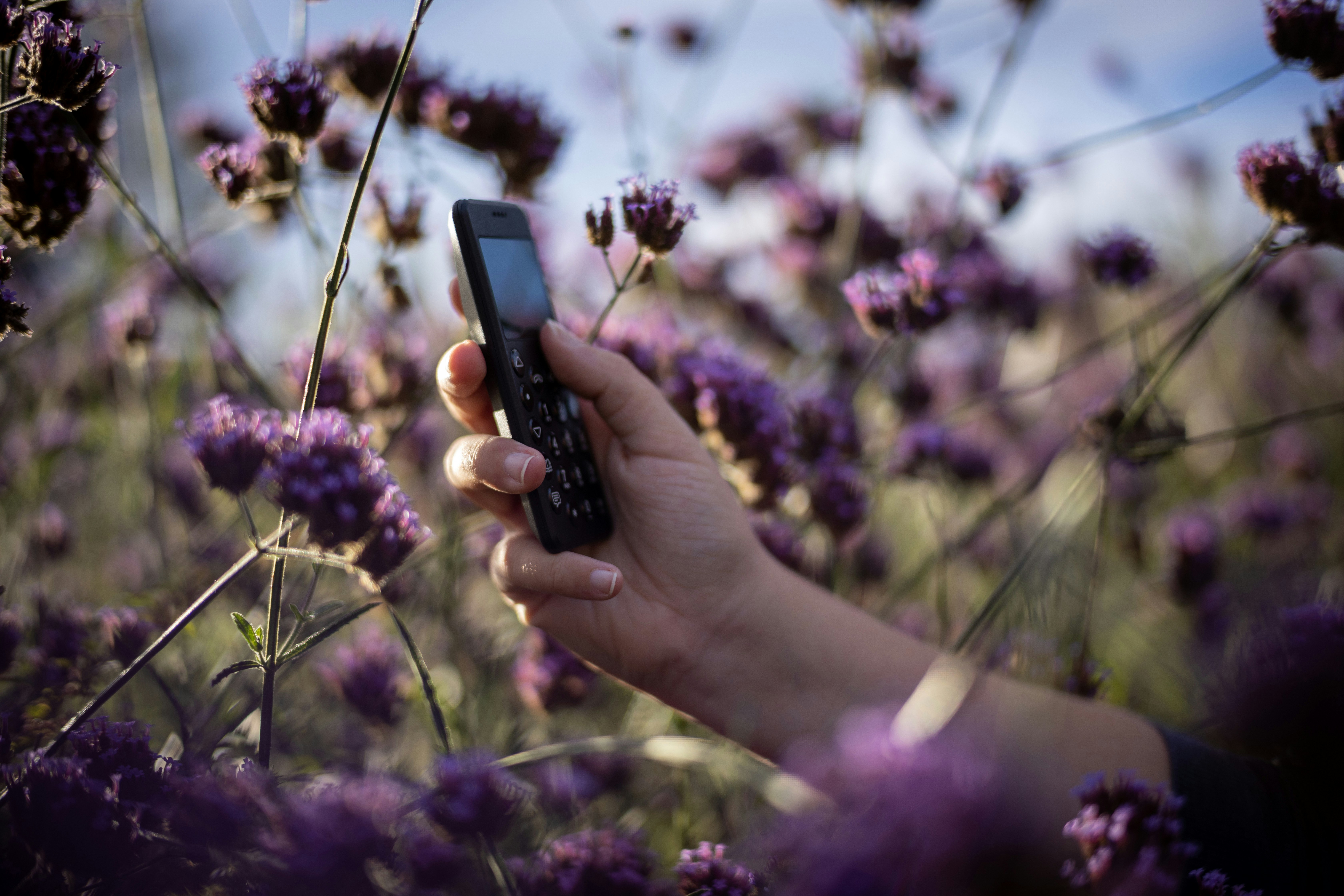 A handheld device among violet blooms: a close-up of focus and form