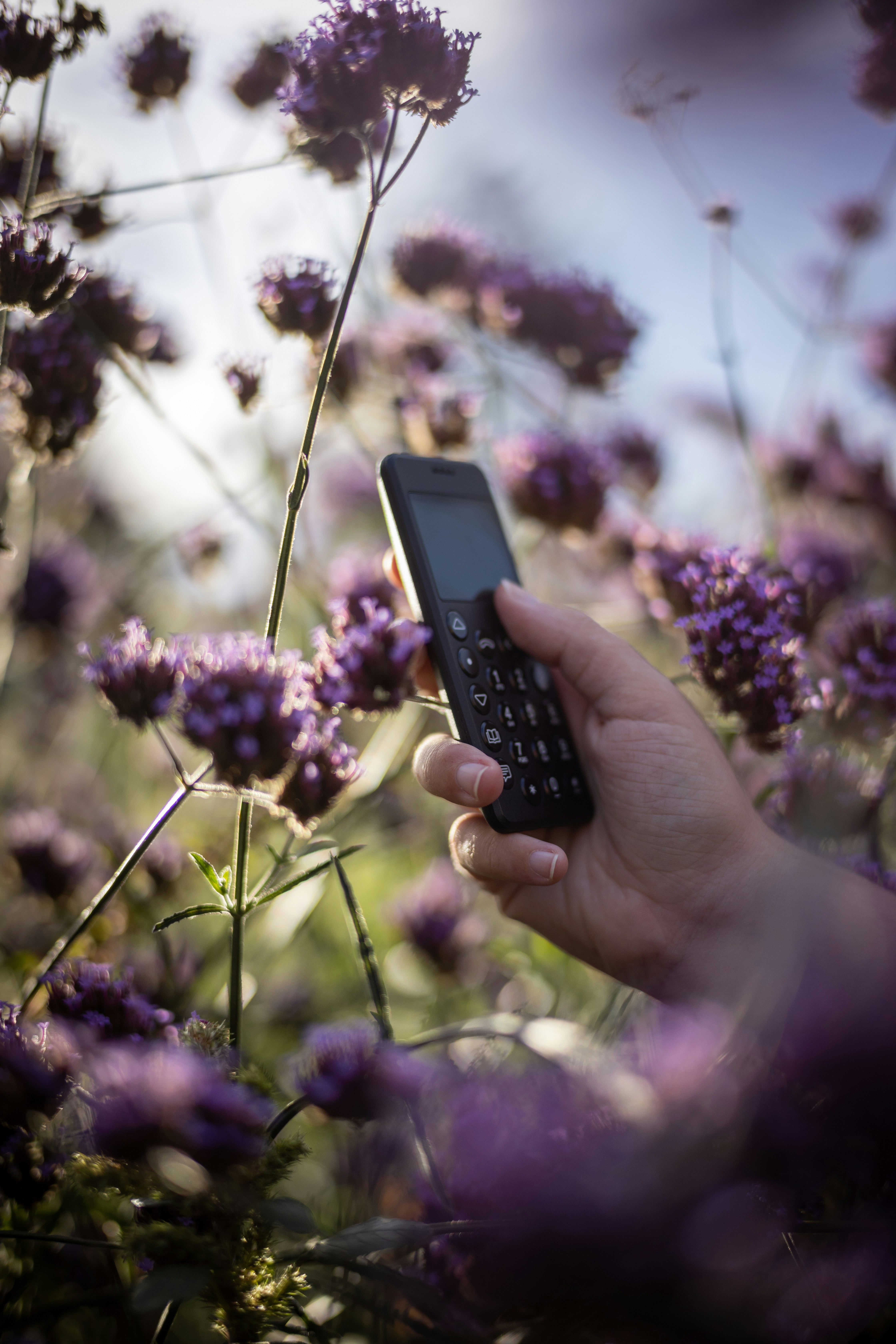 Purple Wildflowers and a Handheld Phone Amidst Lavender Stems