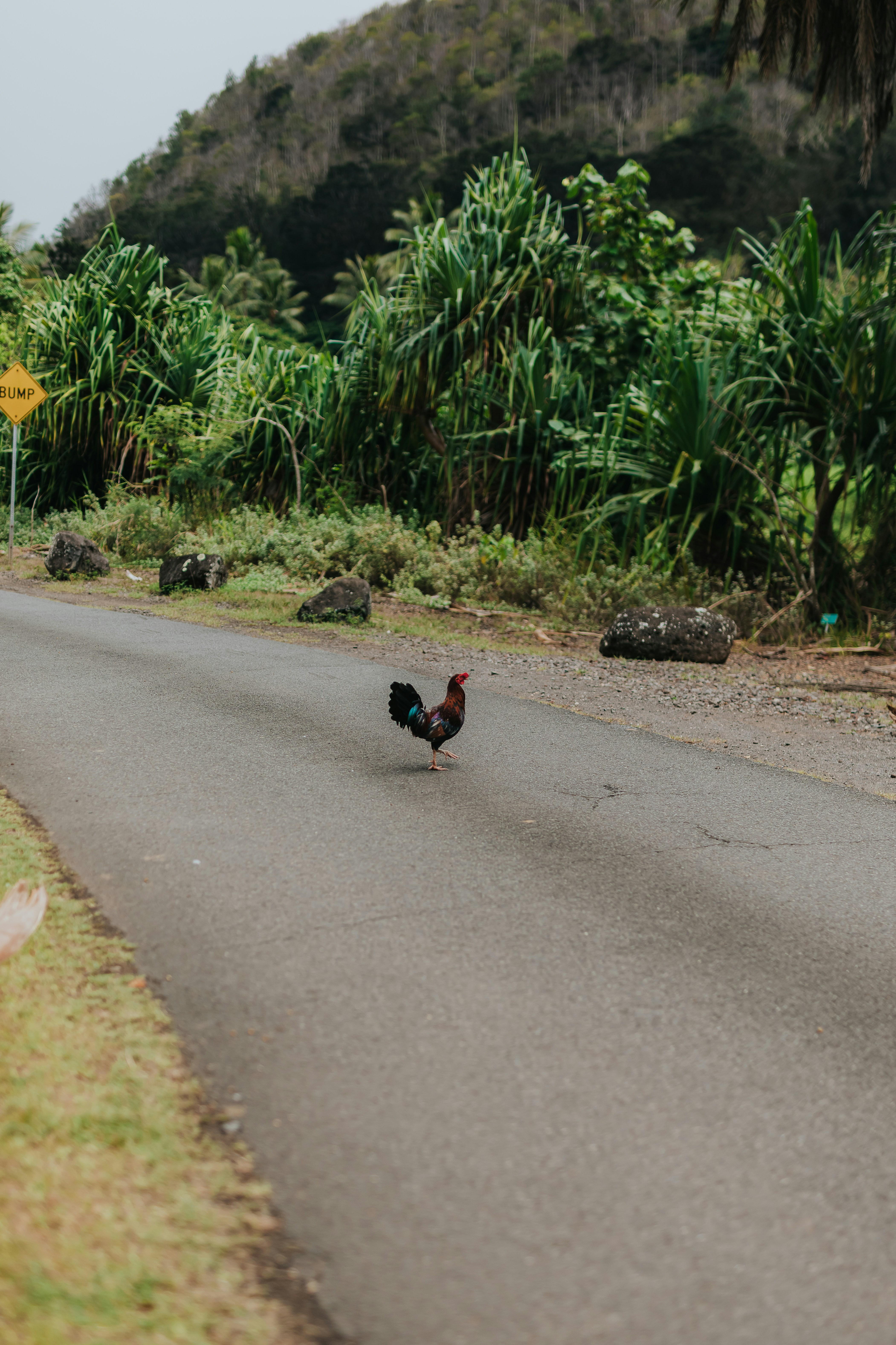 a rooster walking on a road