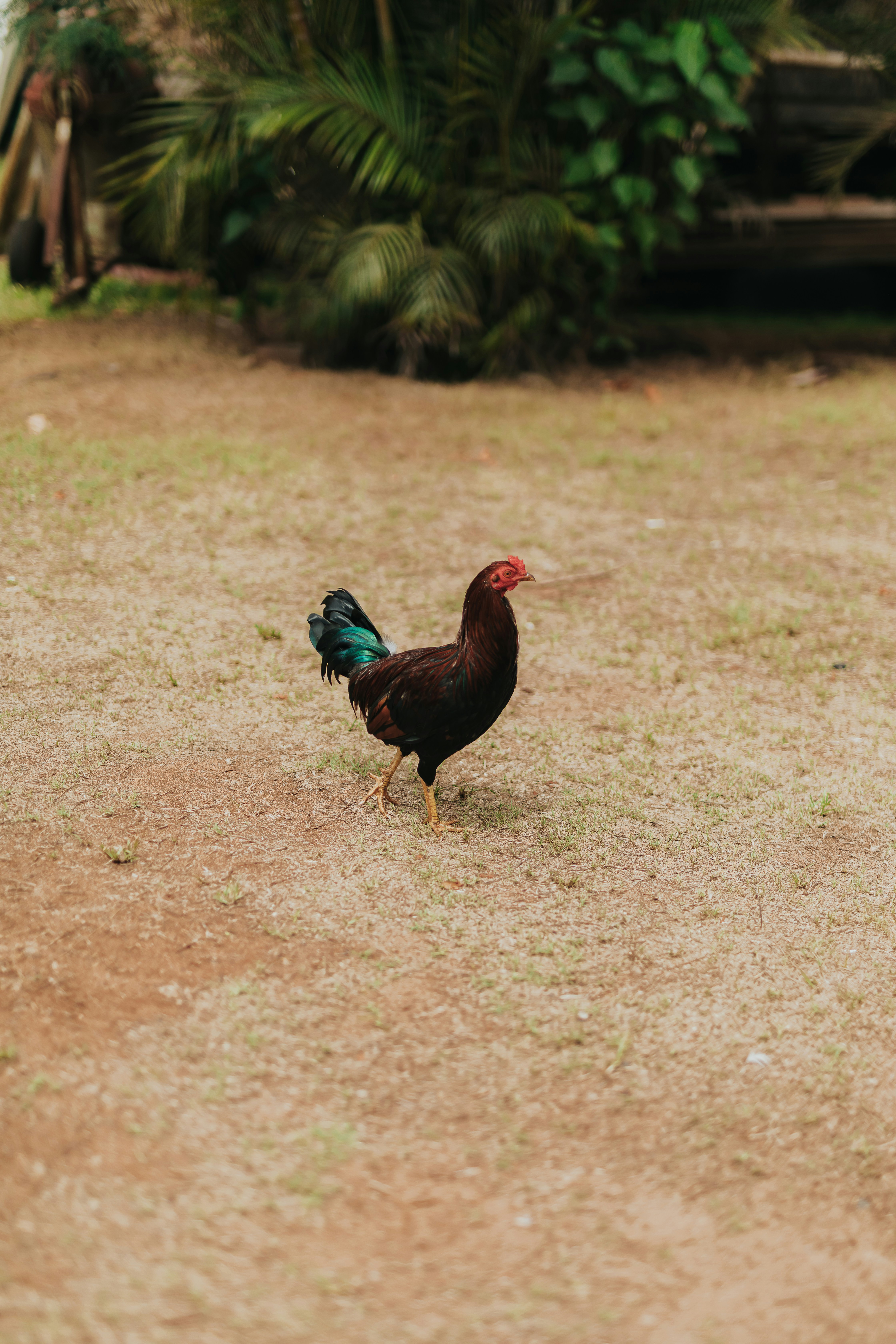 Red Rooster in a Quiet Yard: A Moment of Strut