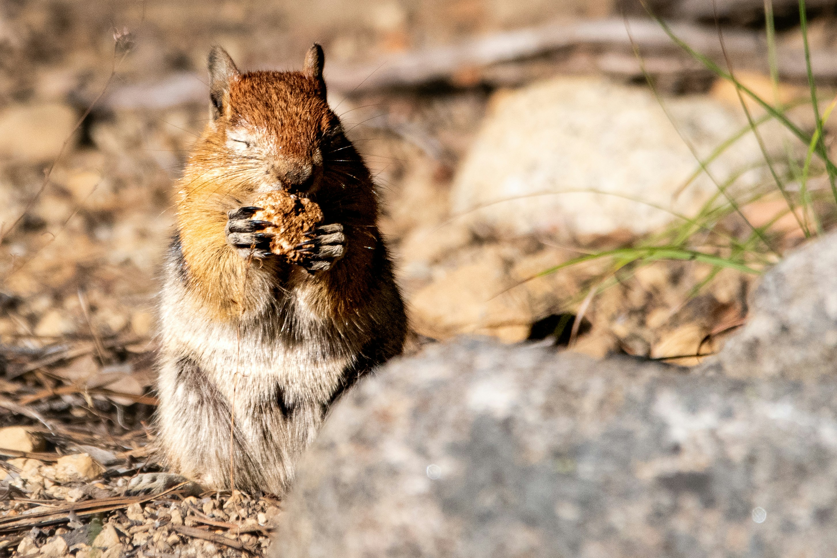 A squirrel holding a nut photo – Free Animal Image on Unsplash