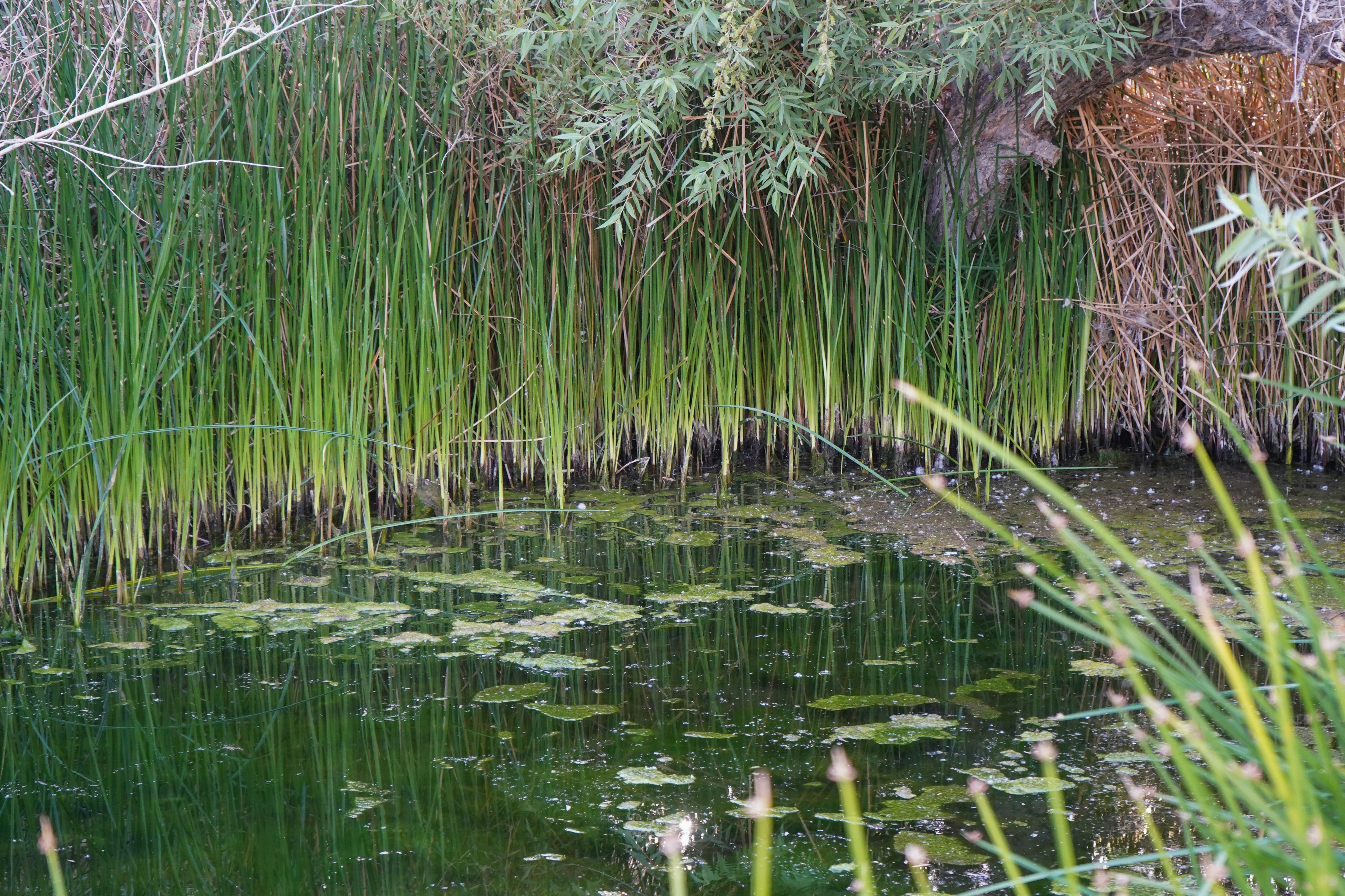 Photo by Darci Gurule with Sony Alpha 7 III