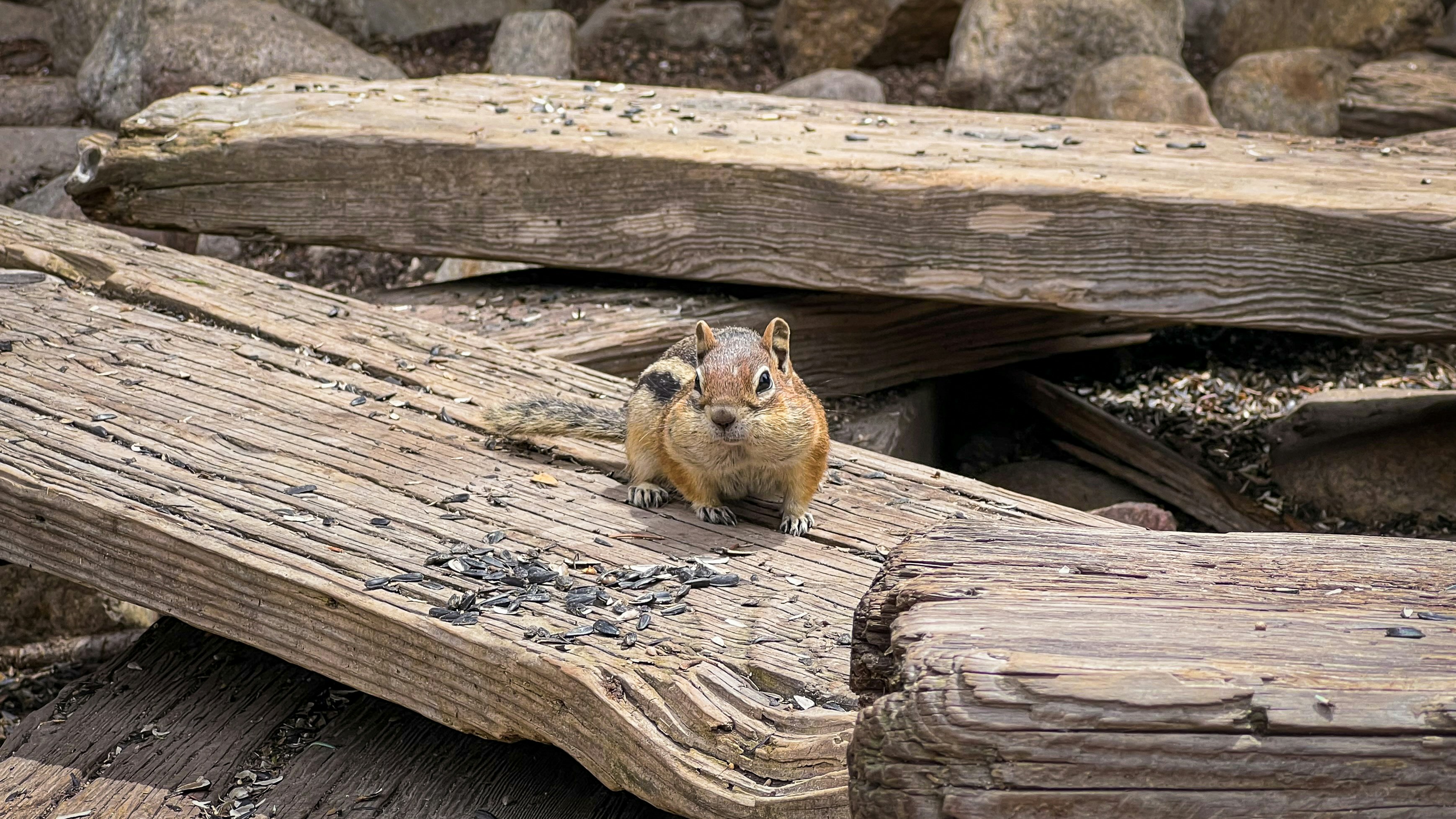 A squirrel on a log photo – Free Wood Image on Unsplash
