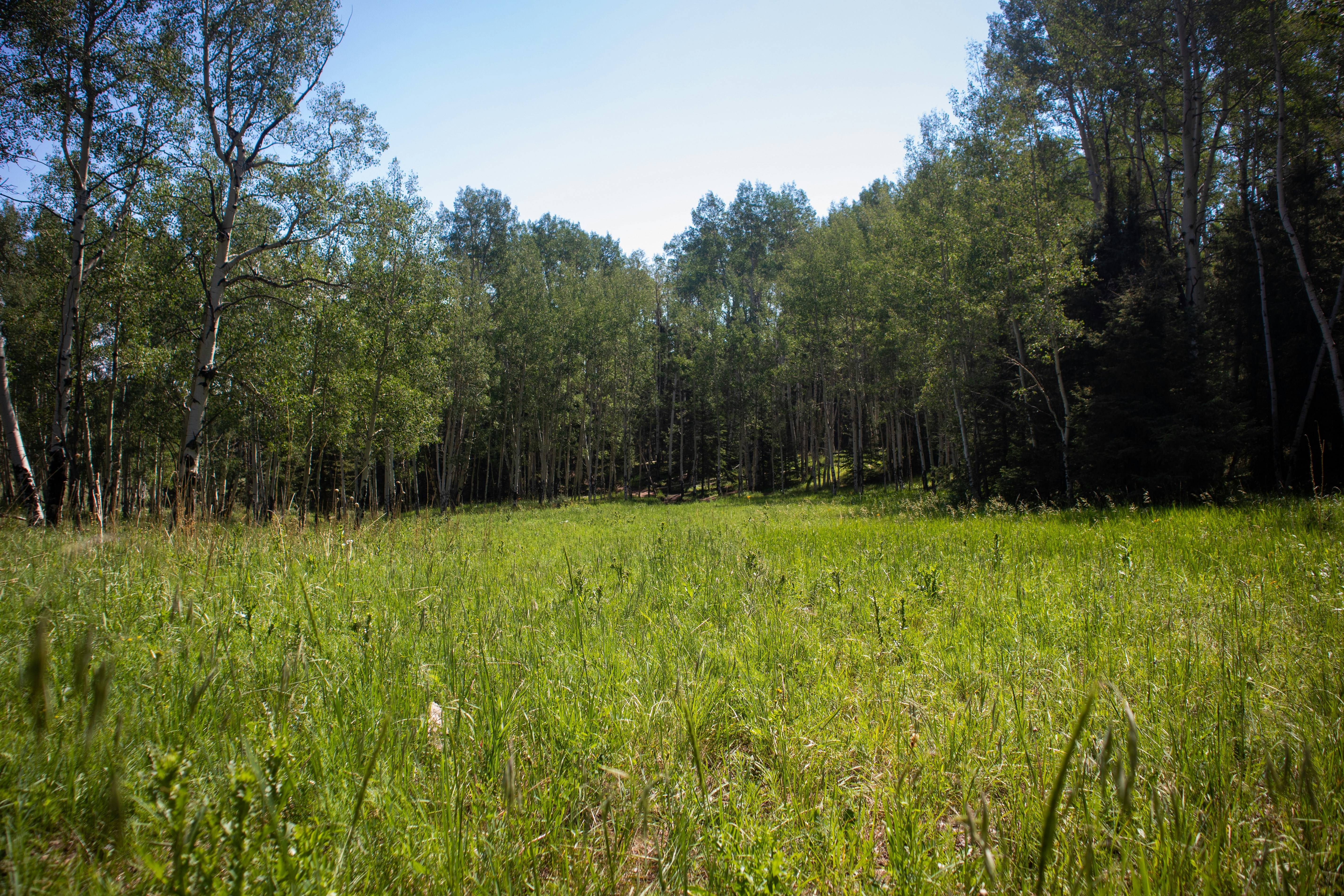 A grassy field with trees in the background photo – Free Field Image on ...