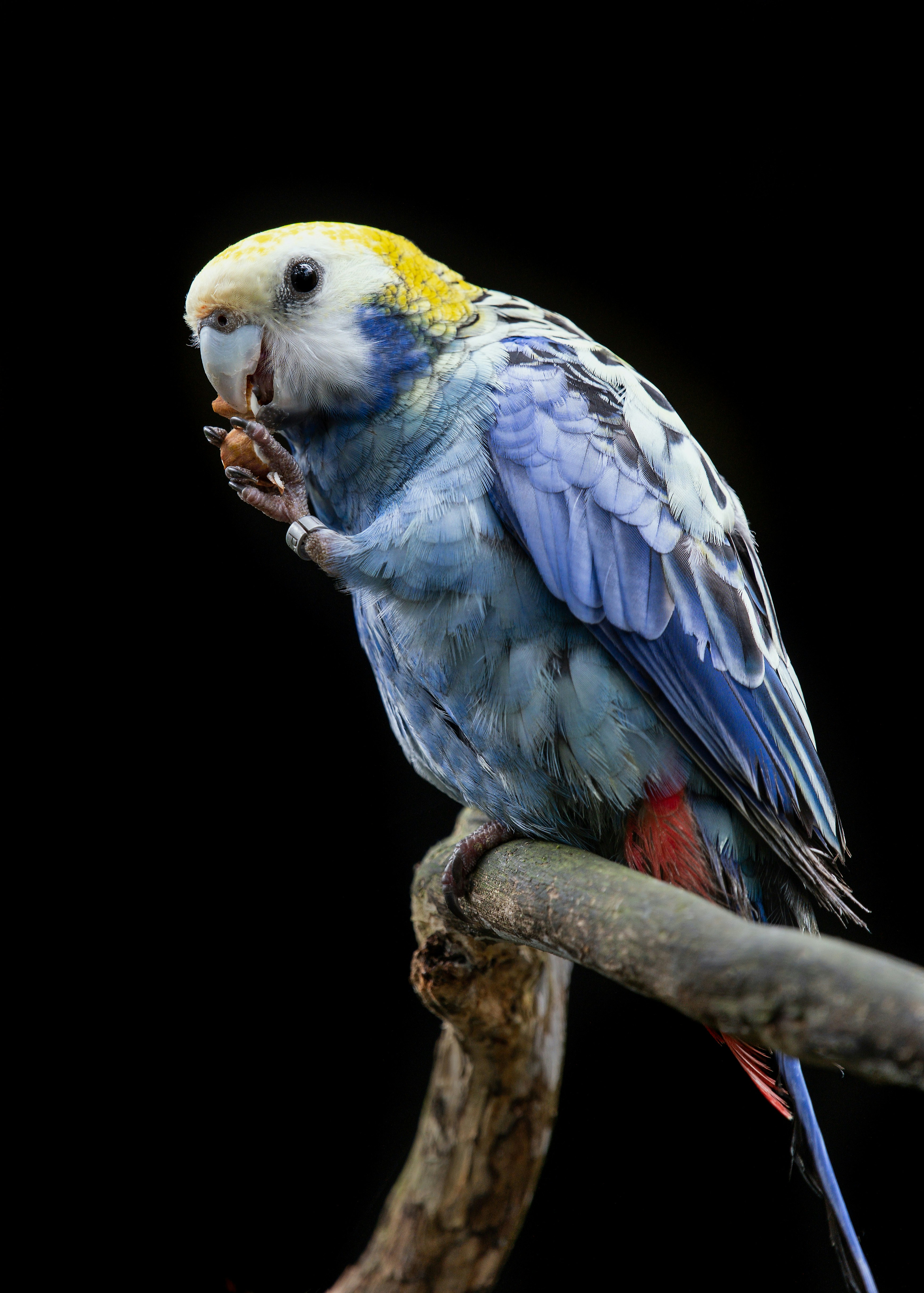 Blue-and-yellow budgerigar perched on a weathered branch against a black background.