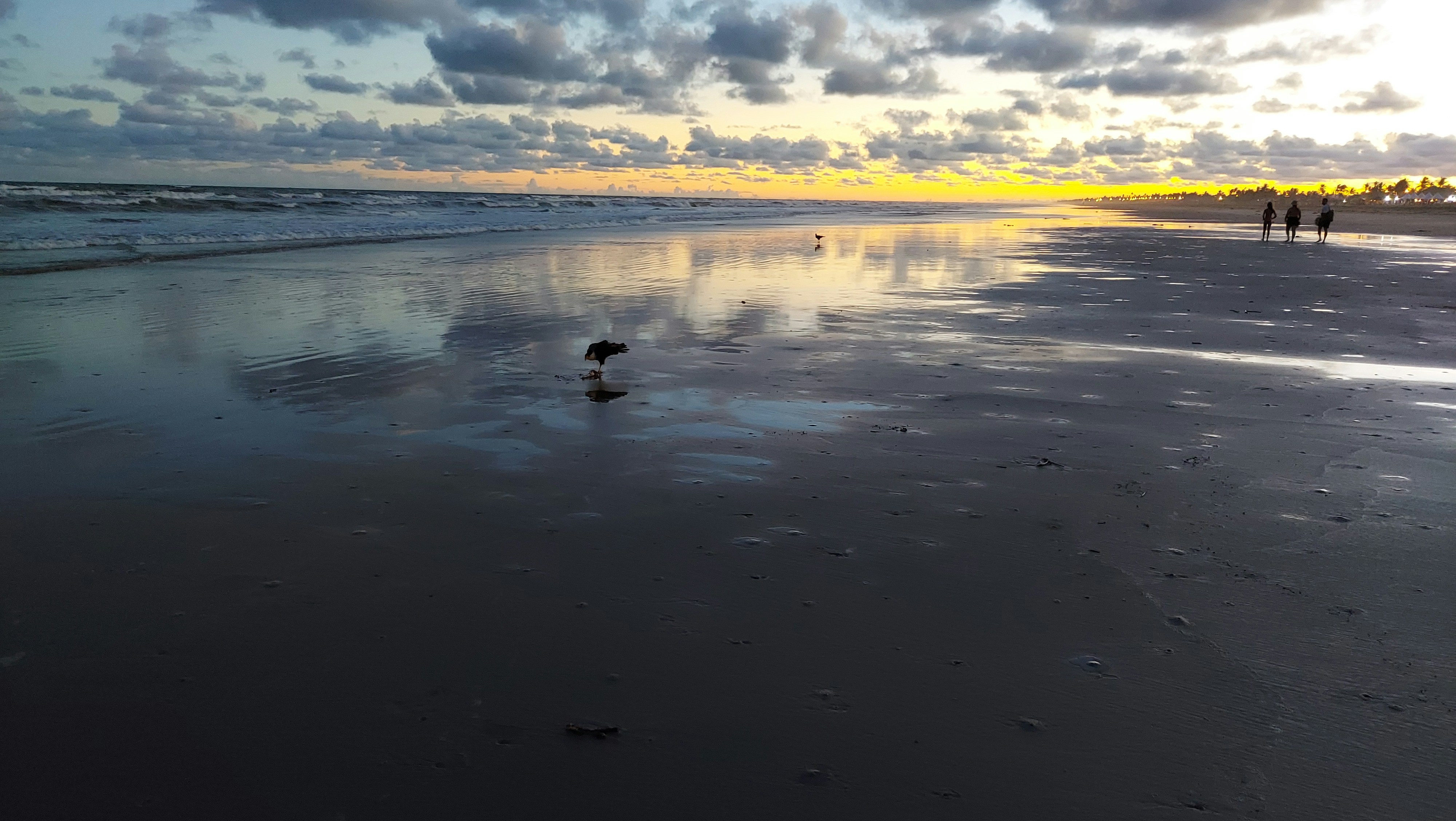 Seagull walks on a tranquil beach at sunrise with scattered clouds and distant figures.