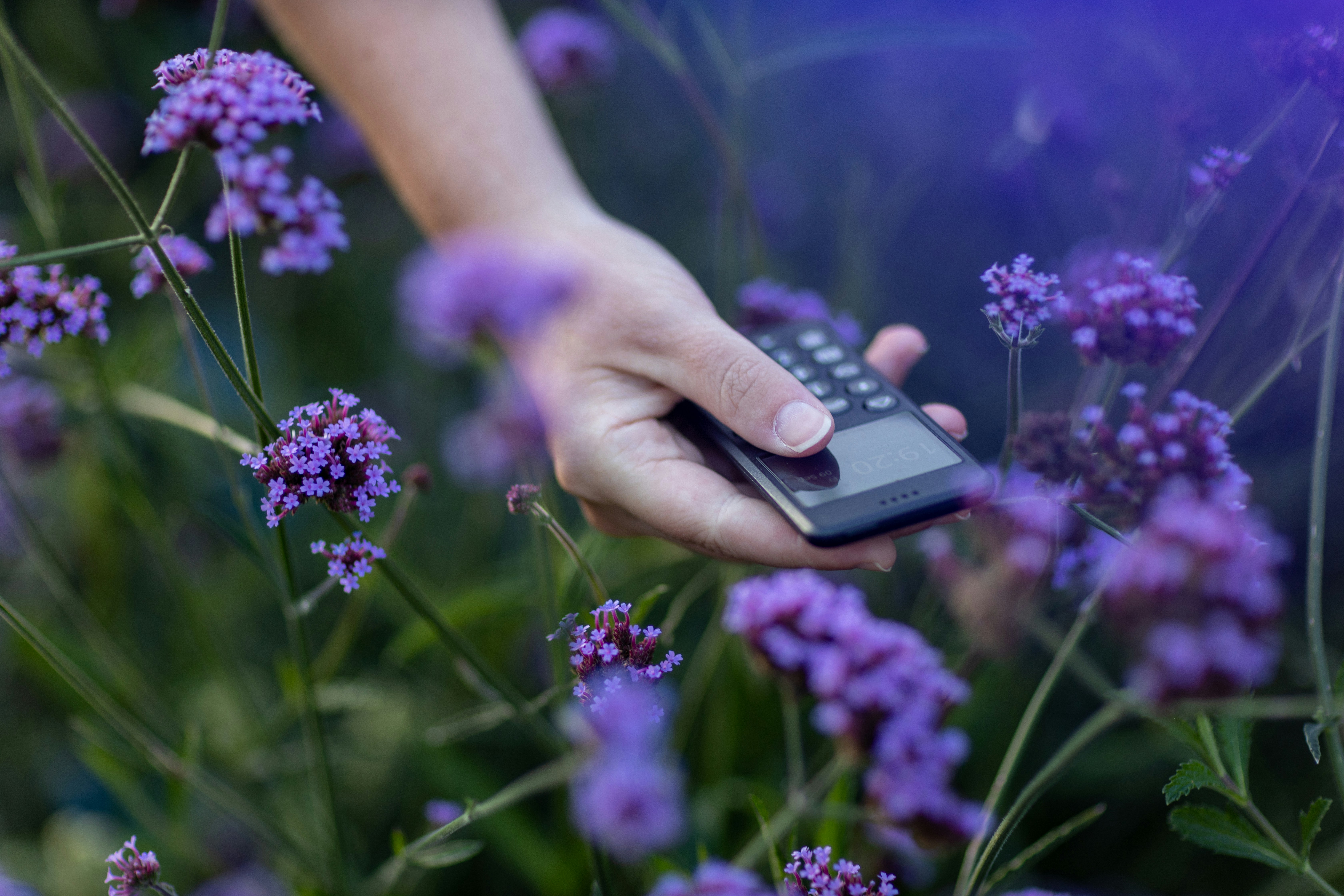 A Handful of Tech Amid Purple Blooms