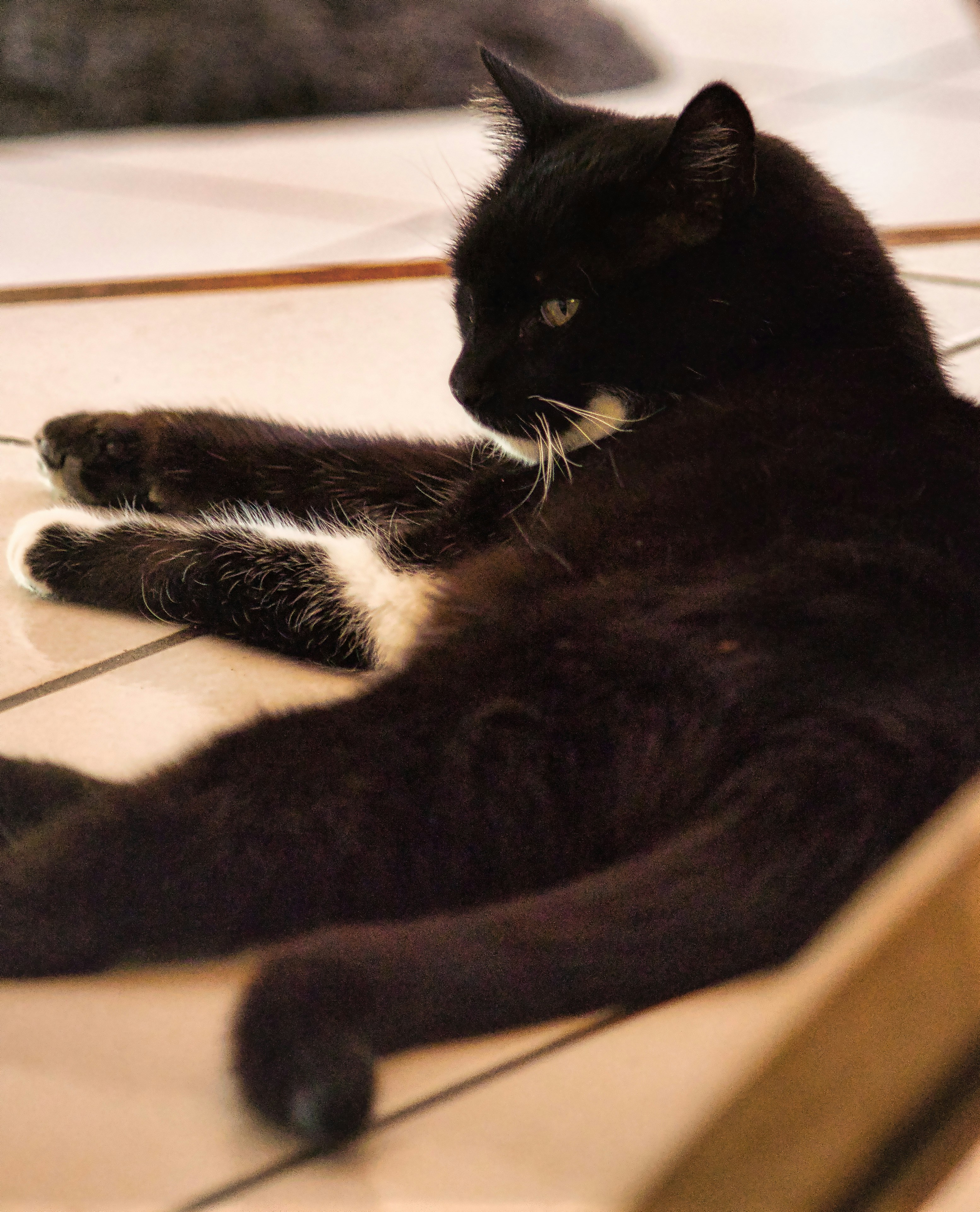 Noir on Tile: Contemplative Black Cat Resting in Warm Indoor Light