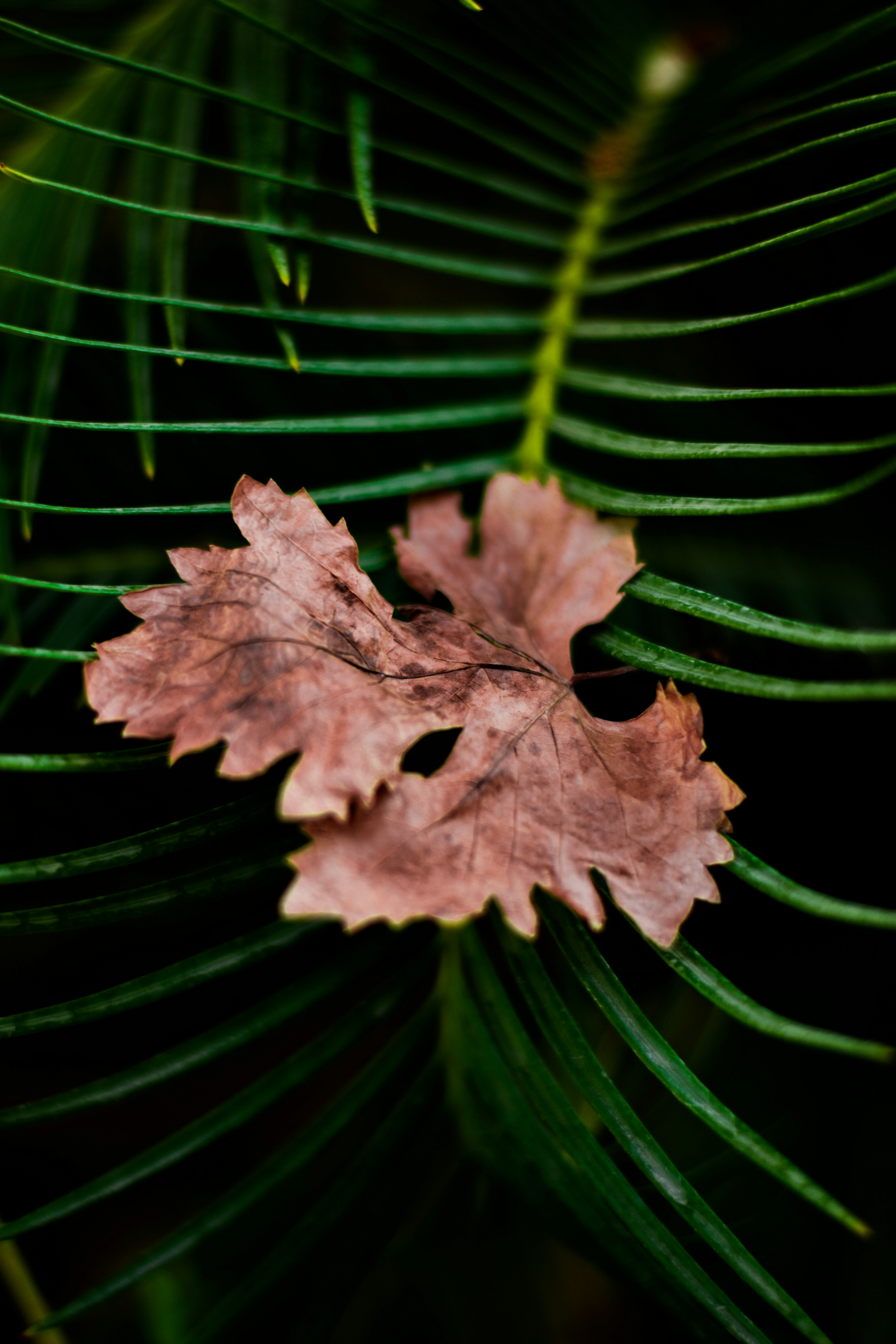 Rust-Colored Leaf Nestled in a Sea of Green Fronds