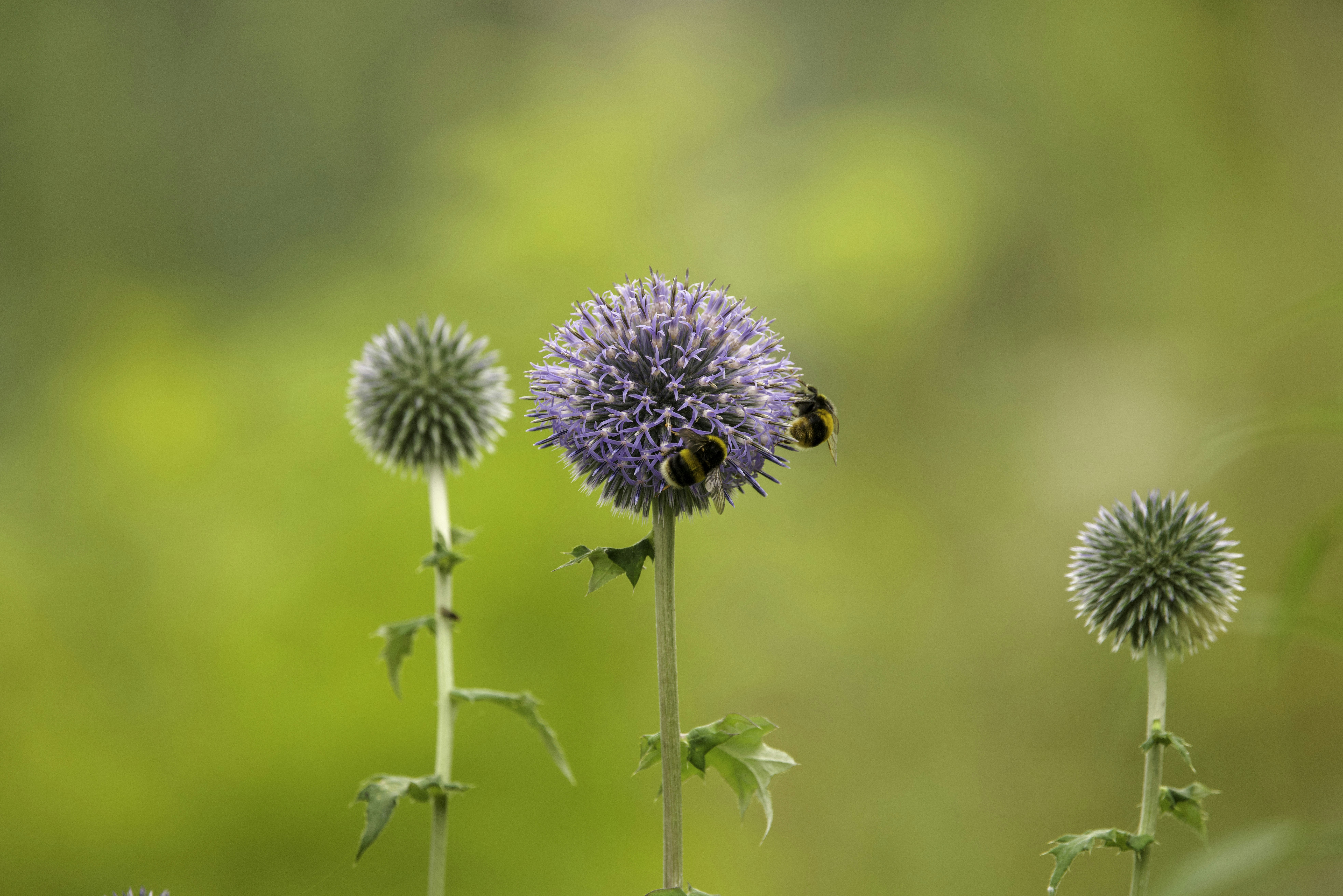 Purple allium flowers with bees collecting nectar in a lush green backdrop.