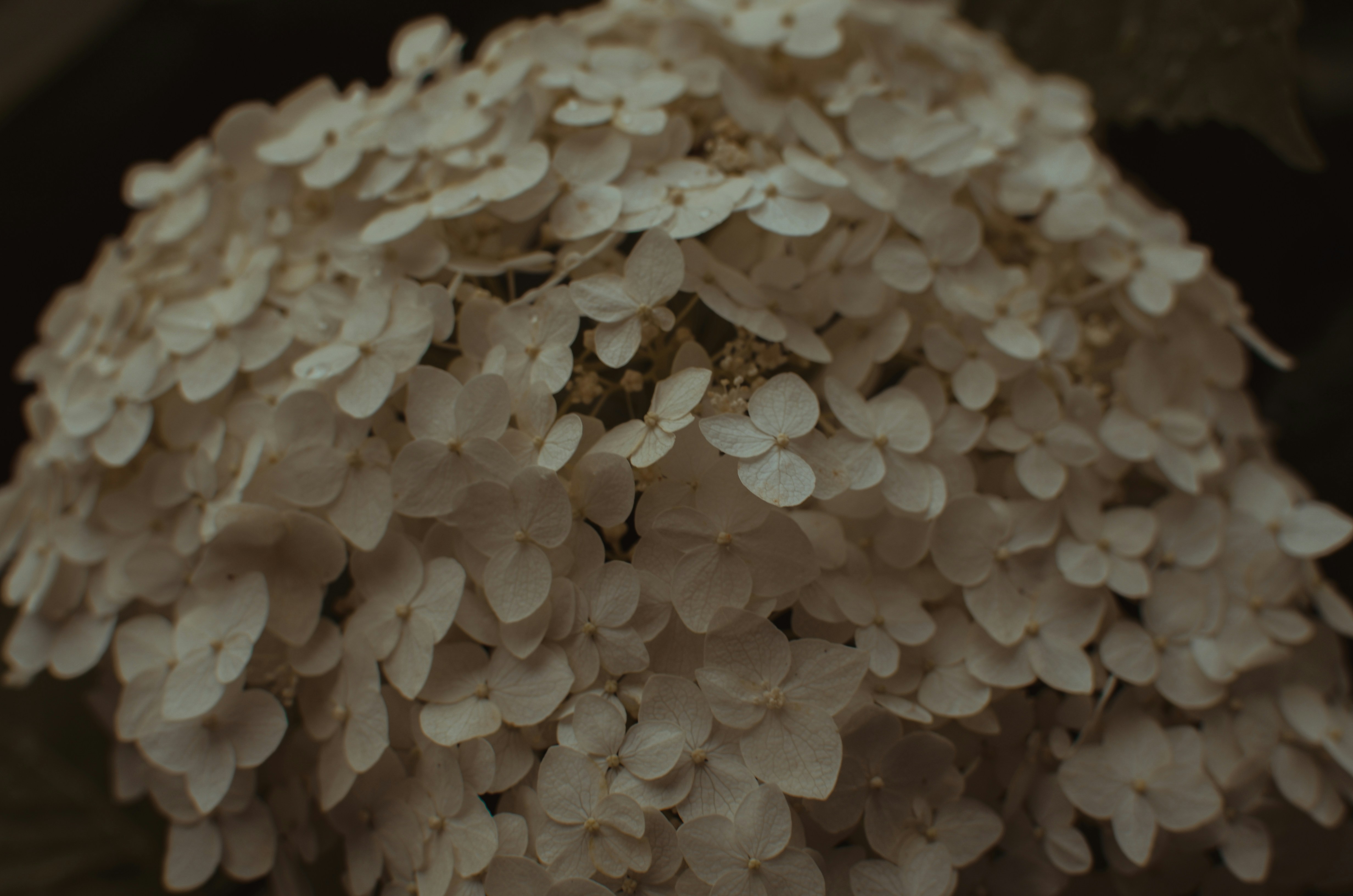 Soft Hydrangea Cloud: A Close-Up of Cream Petal Clusters