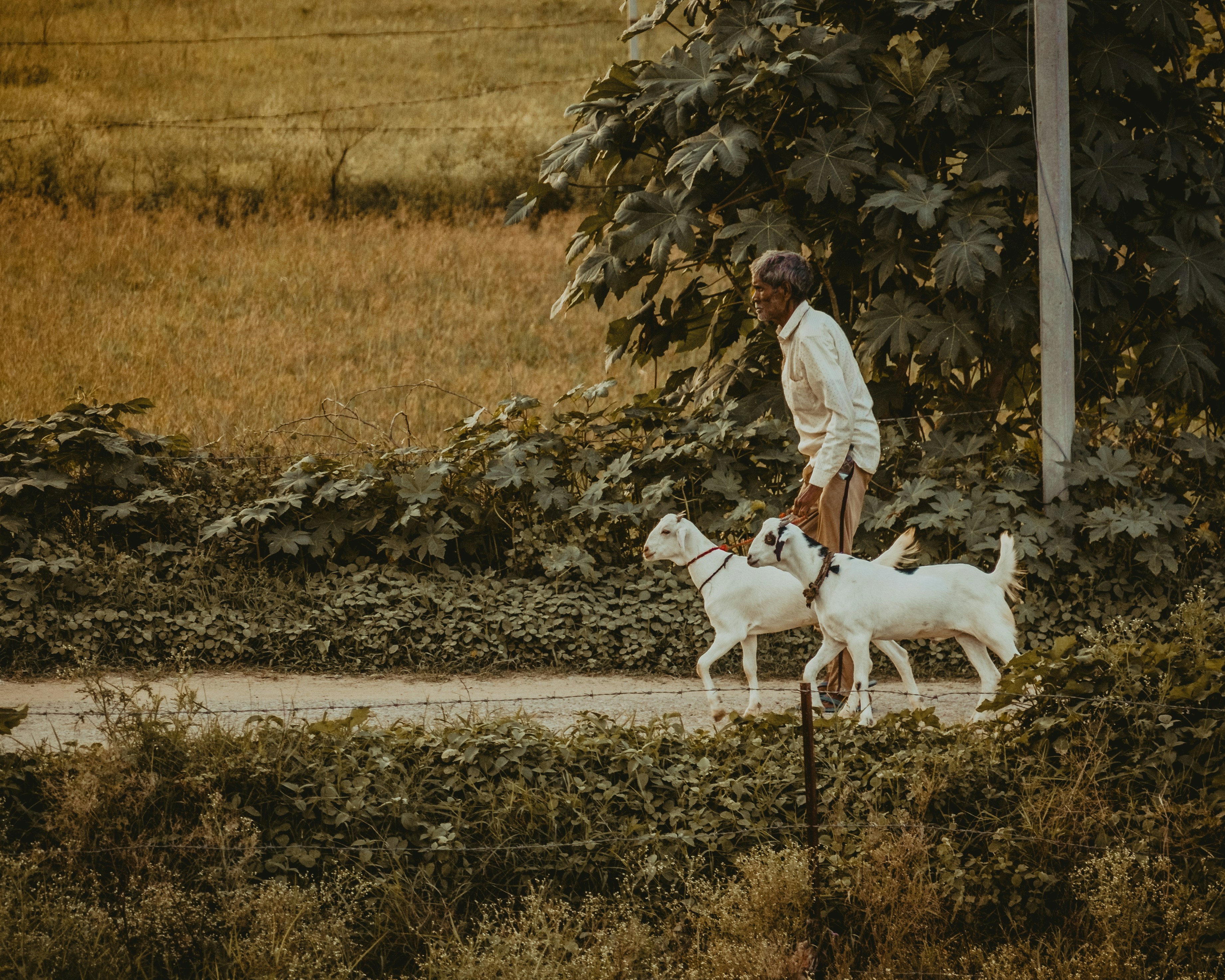 A person walking two dogs photo – Free Moody tones Image on Unsplash