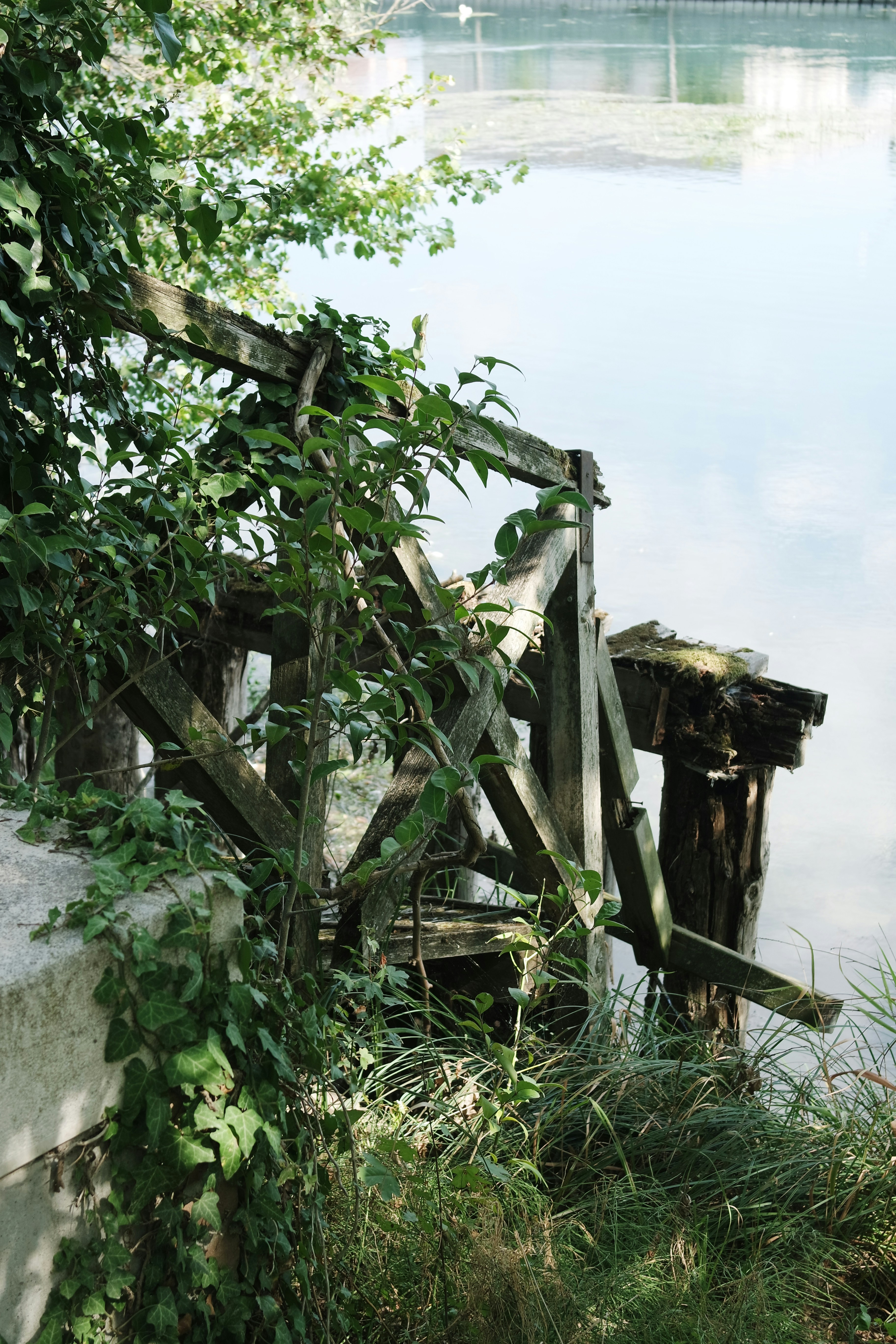 Vines Cling to a Weathered Riverside Pier